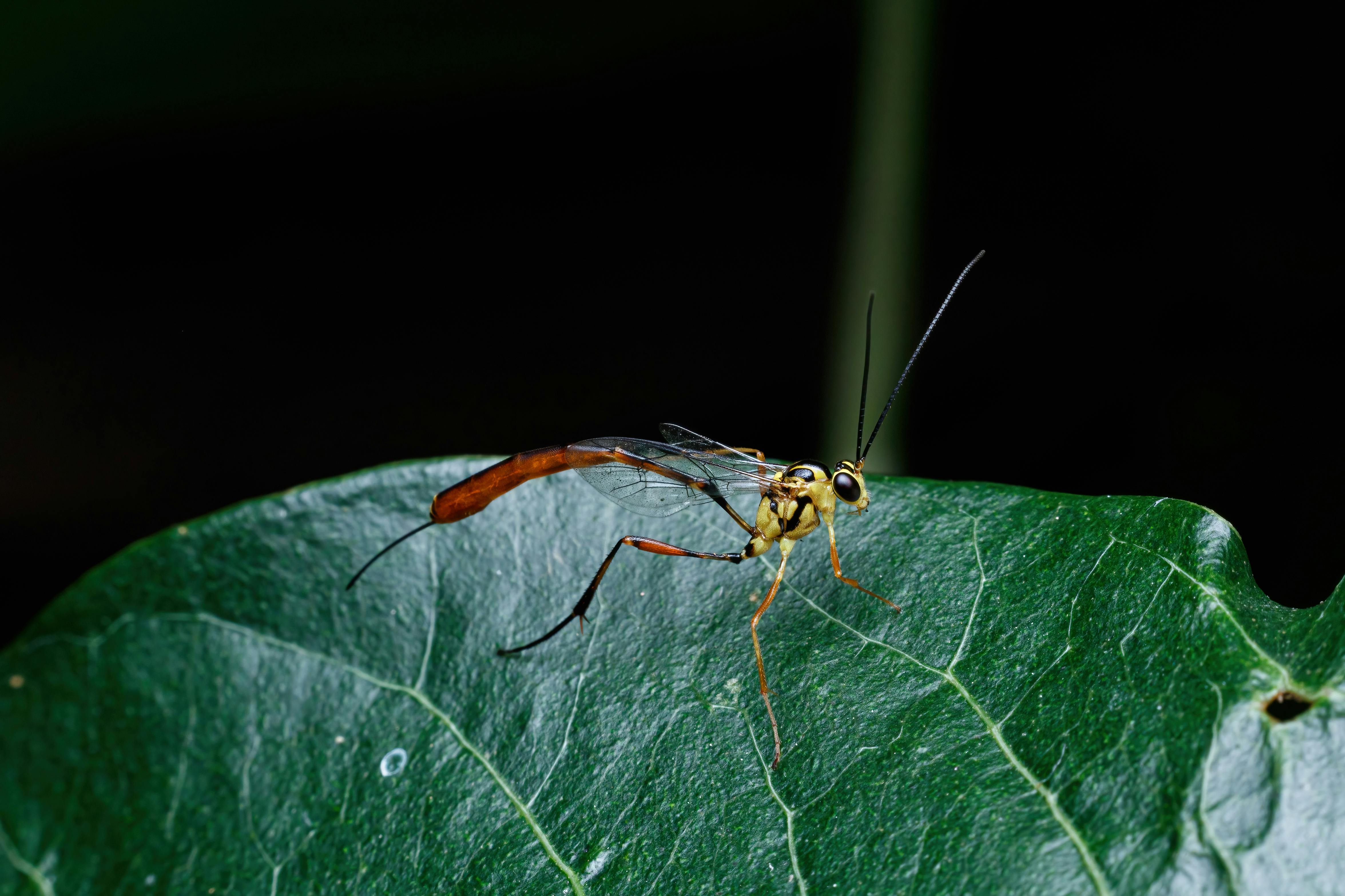 Parasitoid Wasp Photos, Download The BEST Free Parasitoid Wasp Stock ...