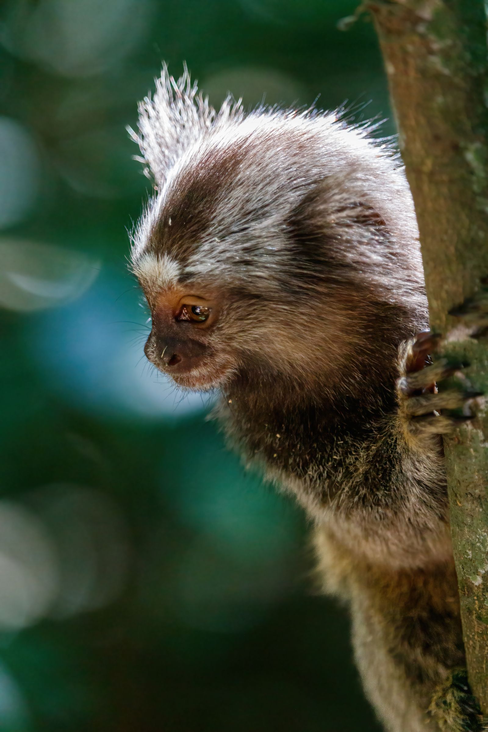 Funny Monkey Face Photos, Download The BEST Free Funny Monkey Face ...