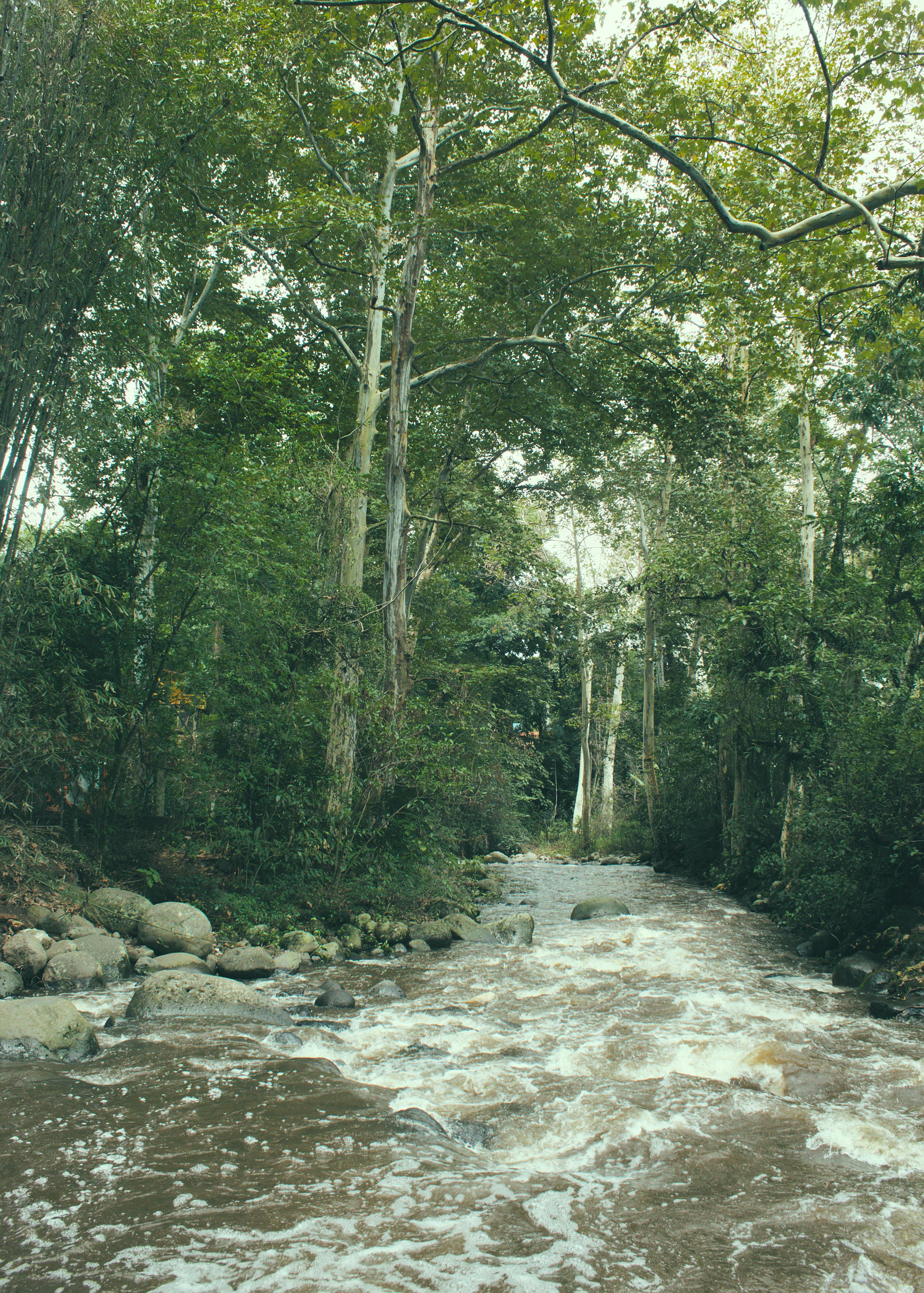 El caudal del Río Pixquiac · Free Stock Photo