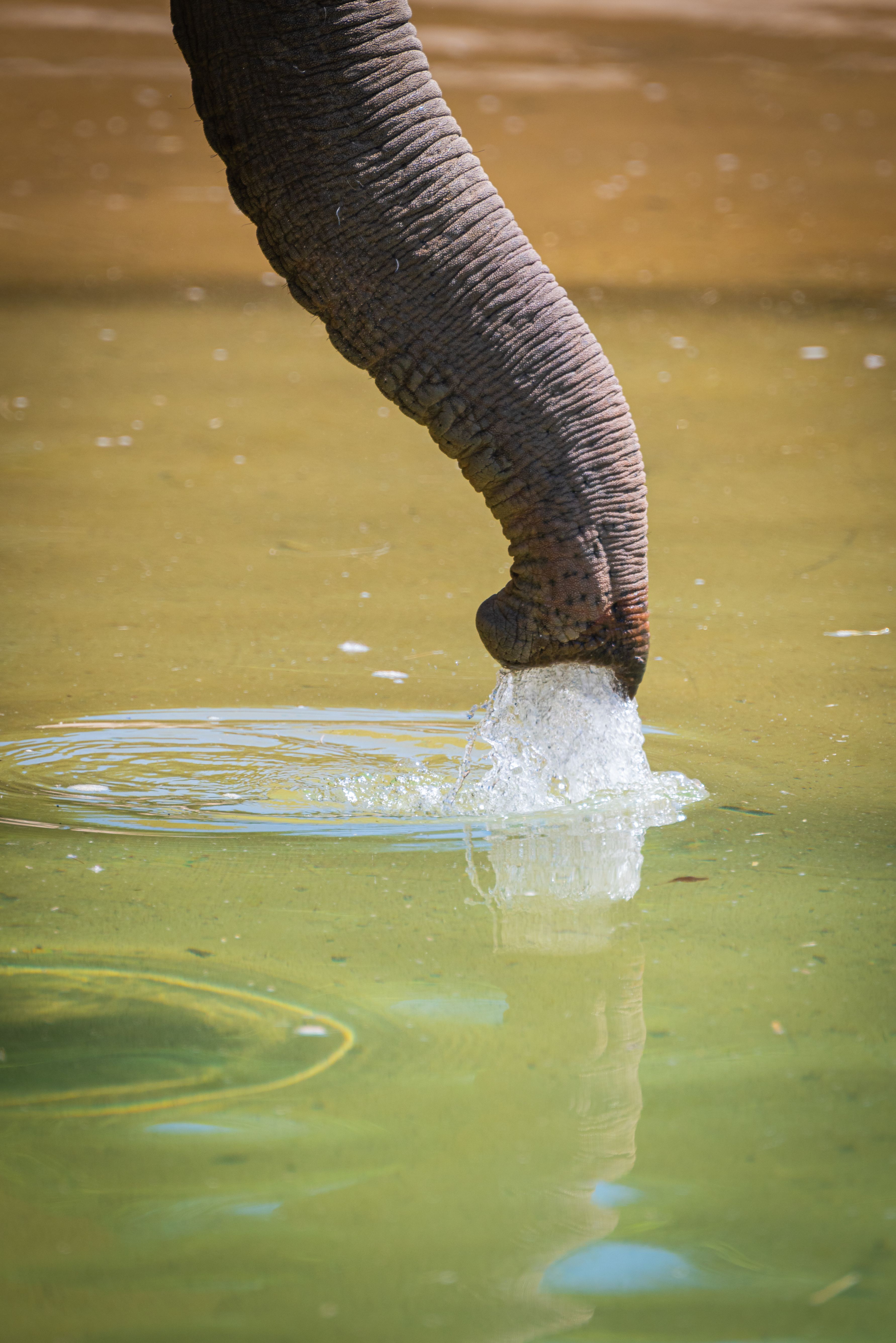 Elephant Trunk Drinking Water · Free Stock Photo