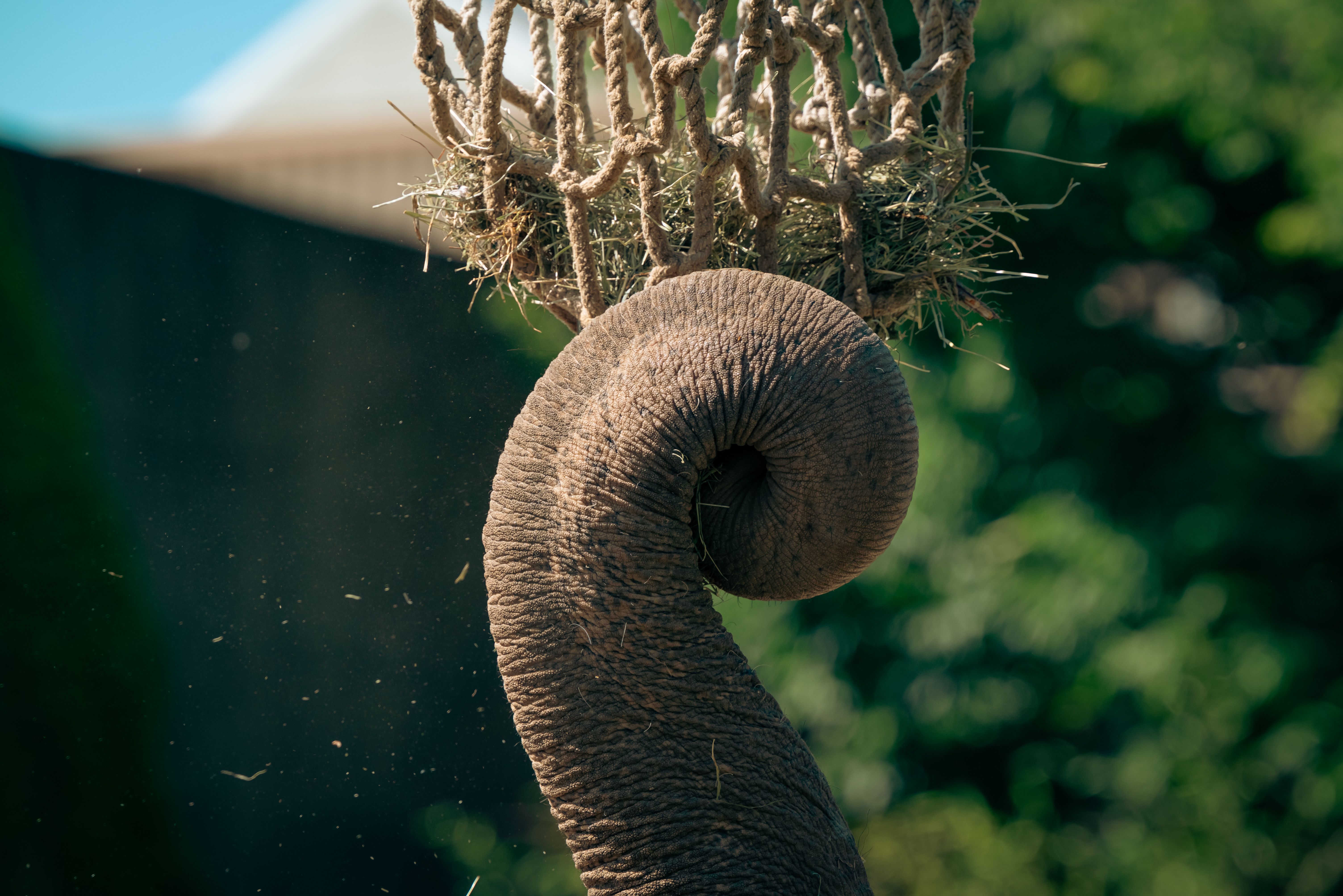 Close-up of the Tip of an Elephants Trunk · Free Stock Photo