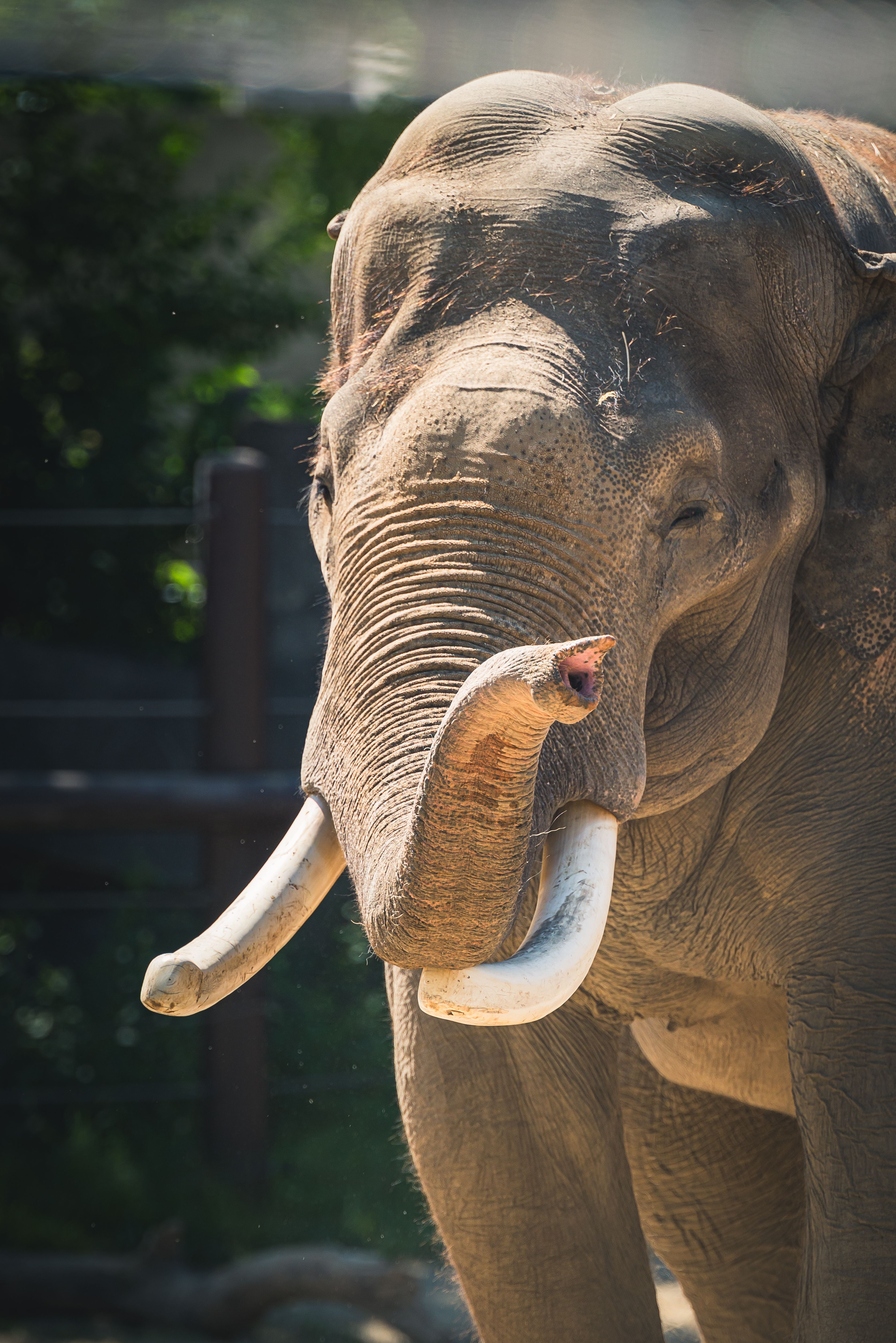 Photo of an Elephant in a Zoo · Free Stock Photo
