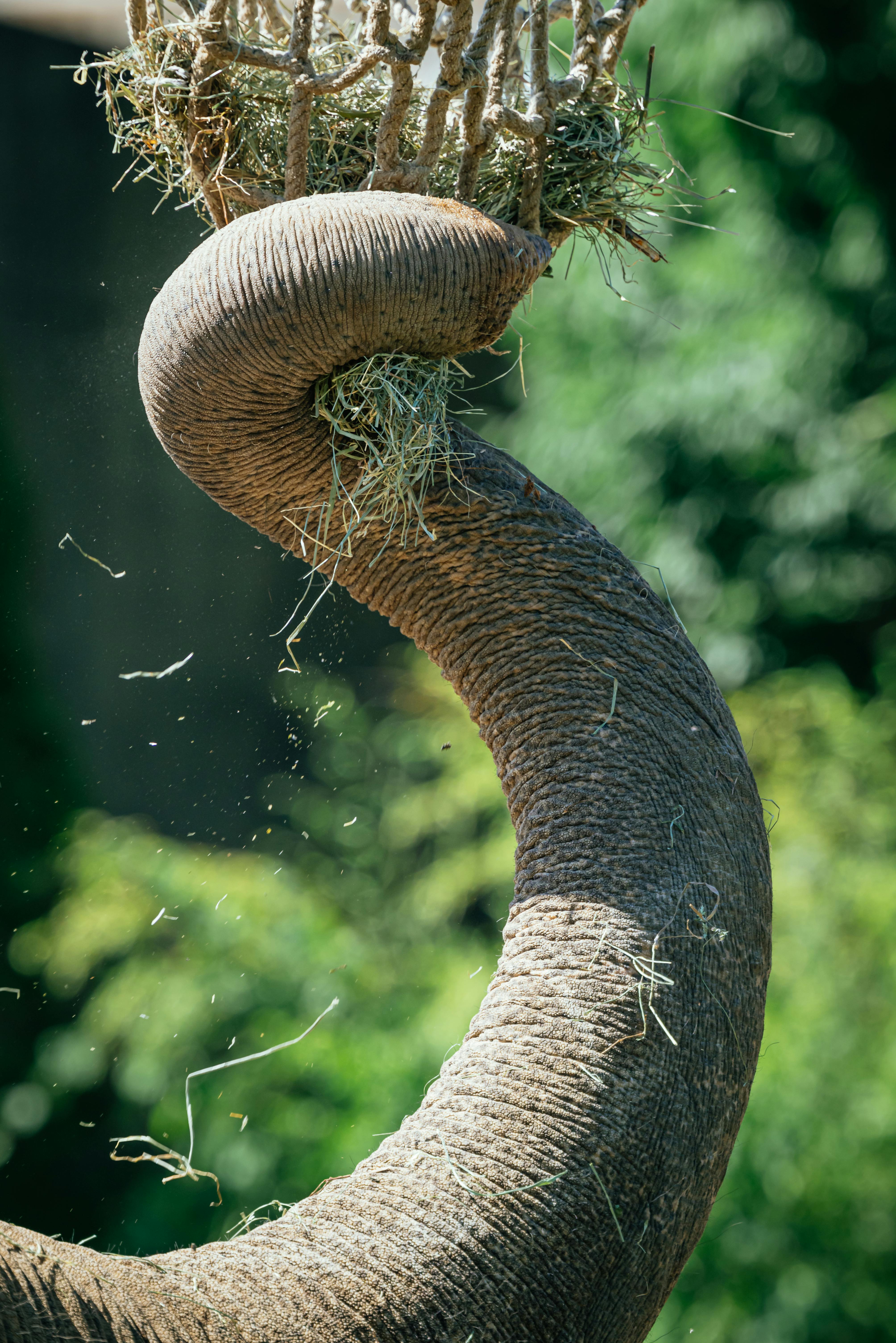 Close-up of an Elephants Trunk Grabbing Food · Free Stock Photo