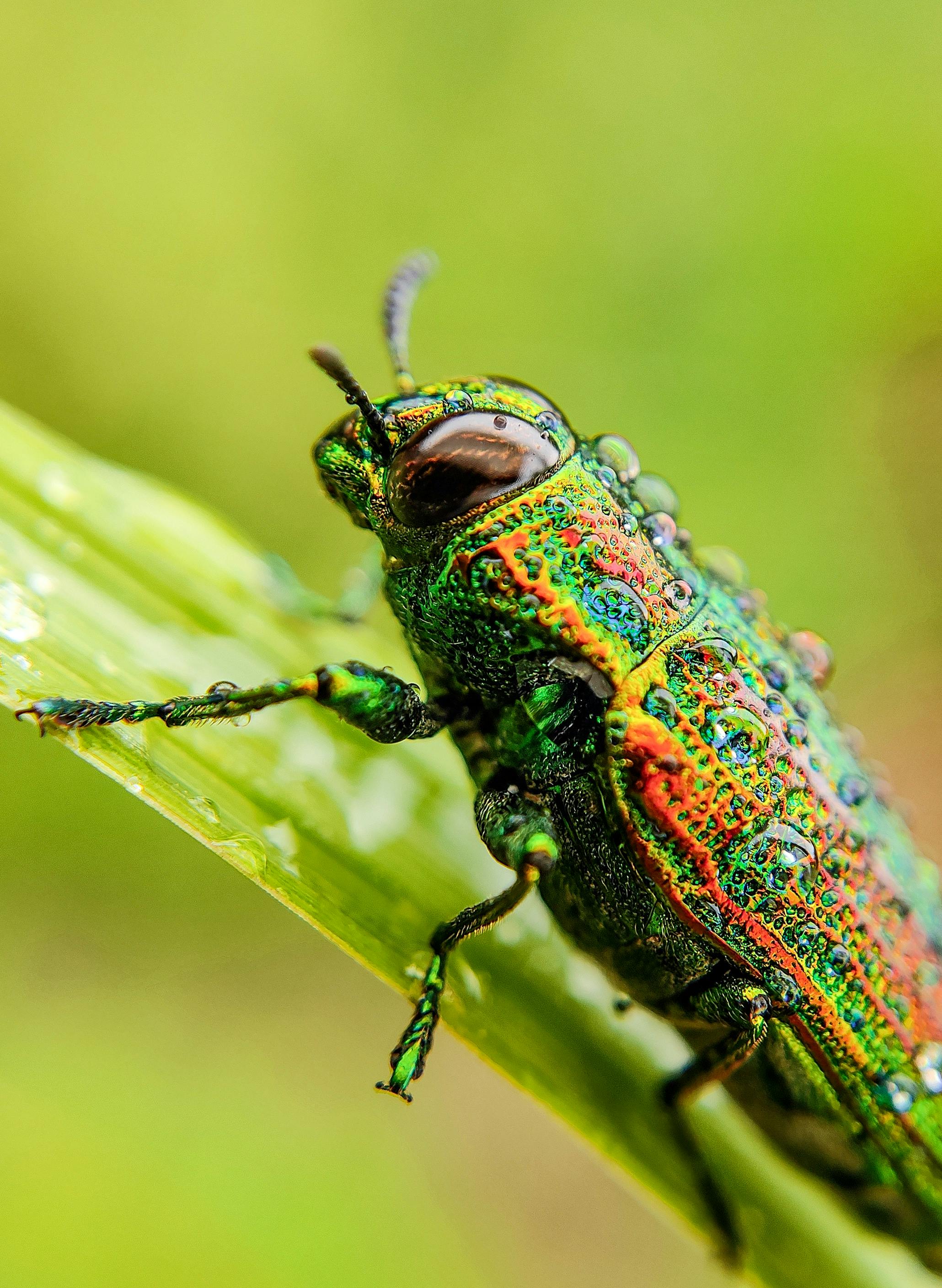 Foto de stock gratuita sobre al aire libre, artrópodo, beetle, belleza ...