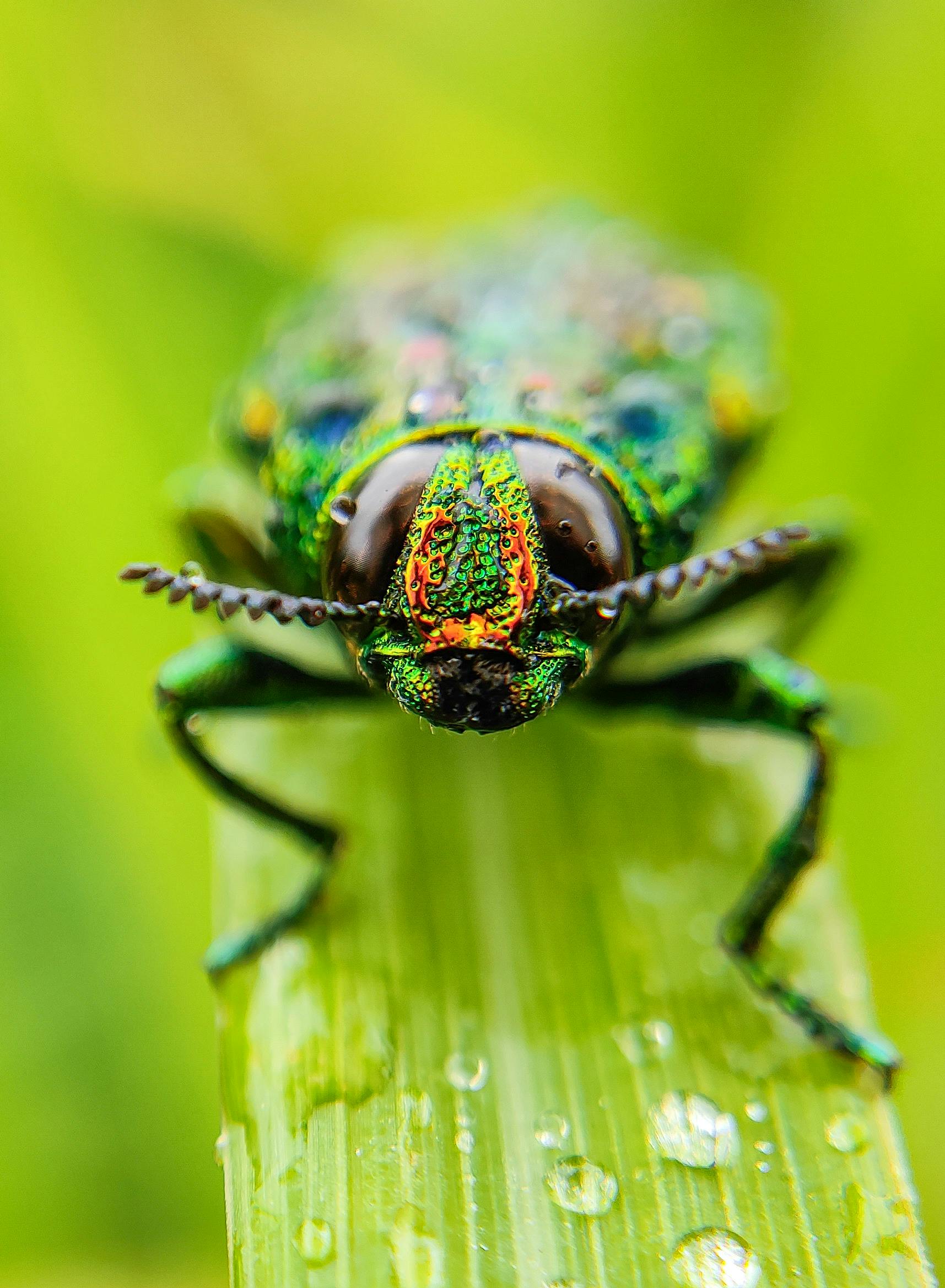 Jewel Beetle on Tree Branch · Free Stock Photo