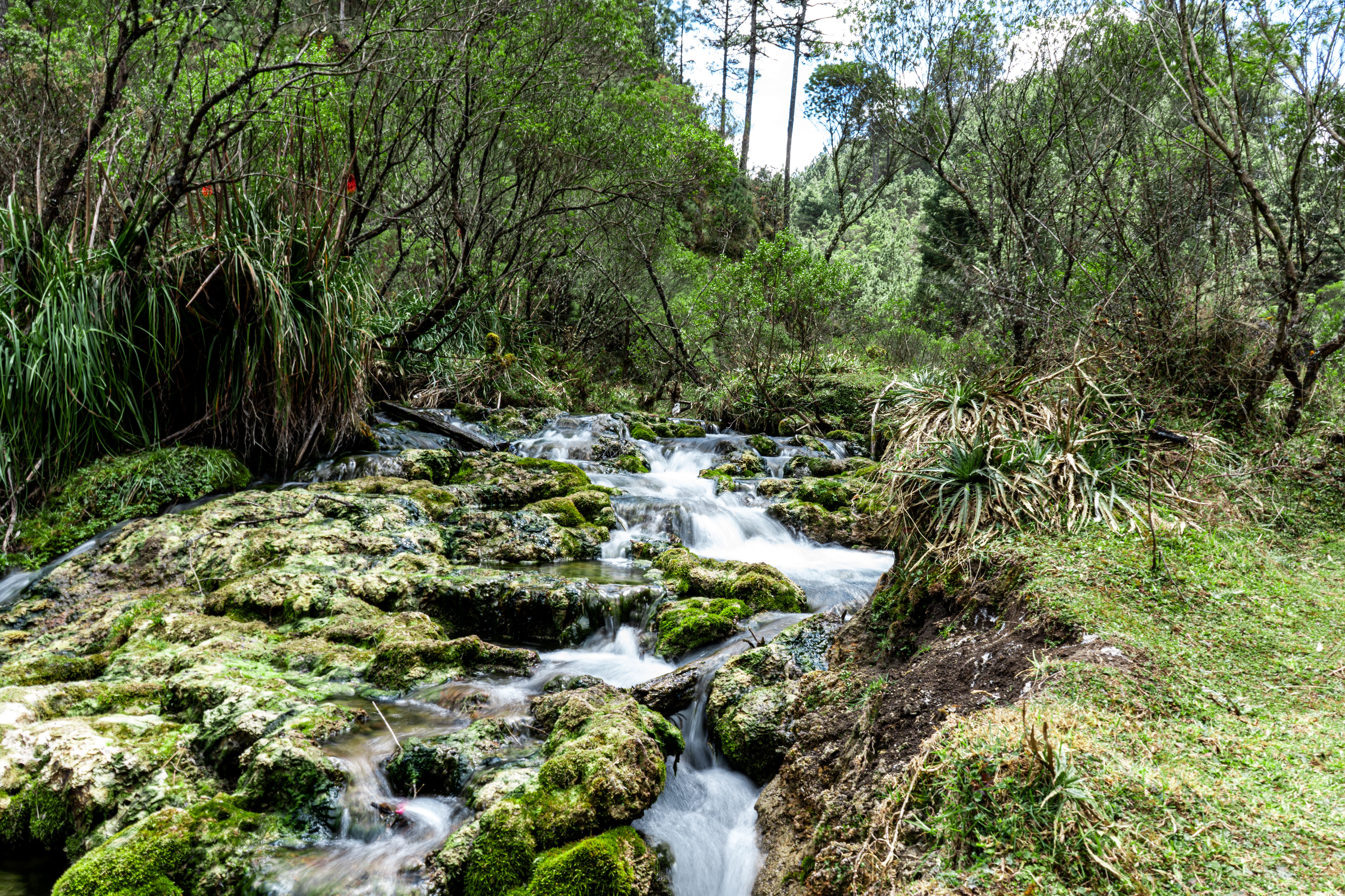View of a Rocky Stream in a Forest · Free Stock Photo