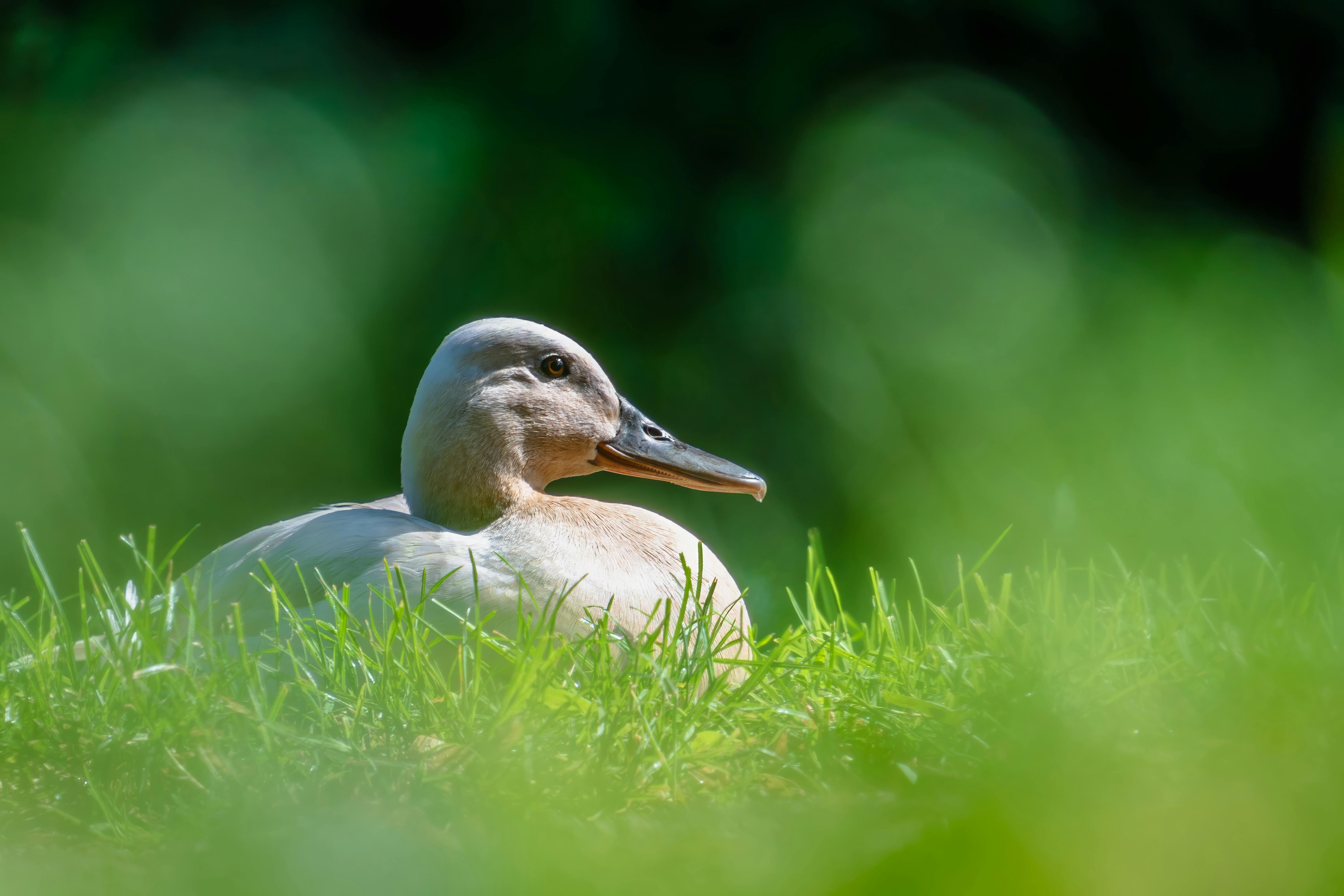 Duck Laying Eggs Photos, Download The BEST Free Duck Laying Eggs Stock ...