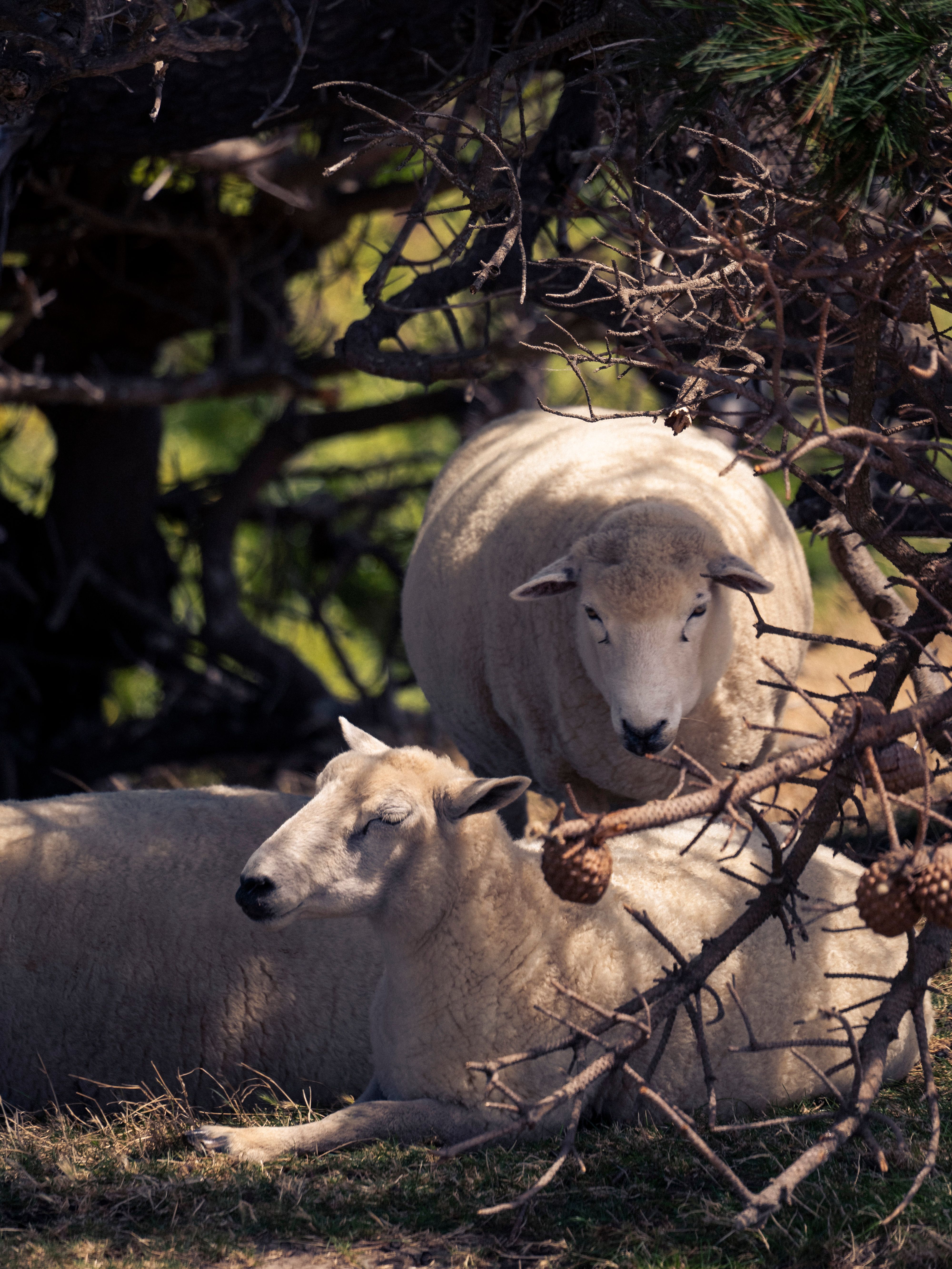 Sheep in a Forest · Free Stock Photo