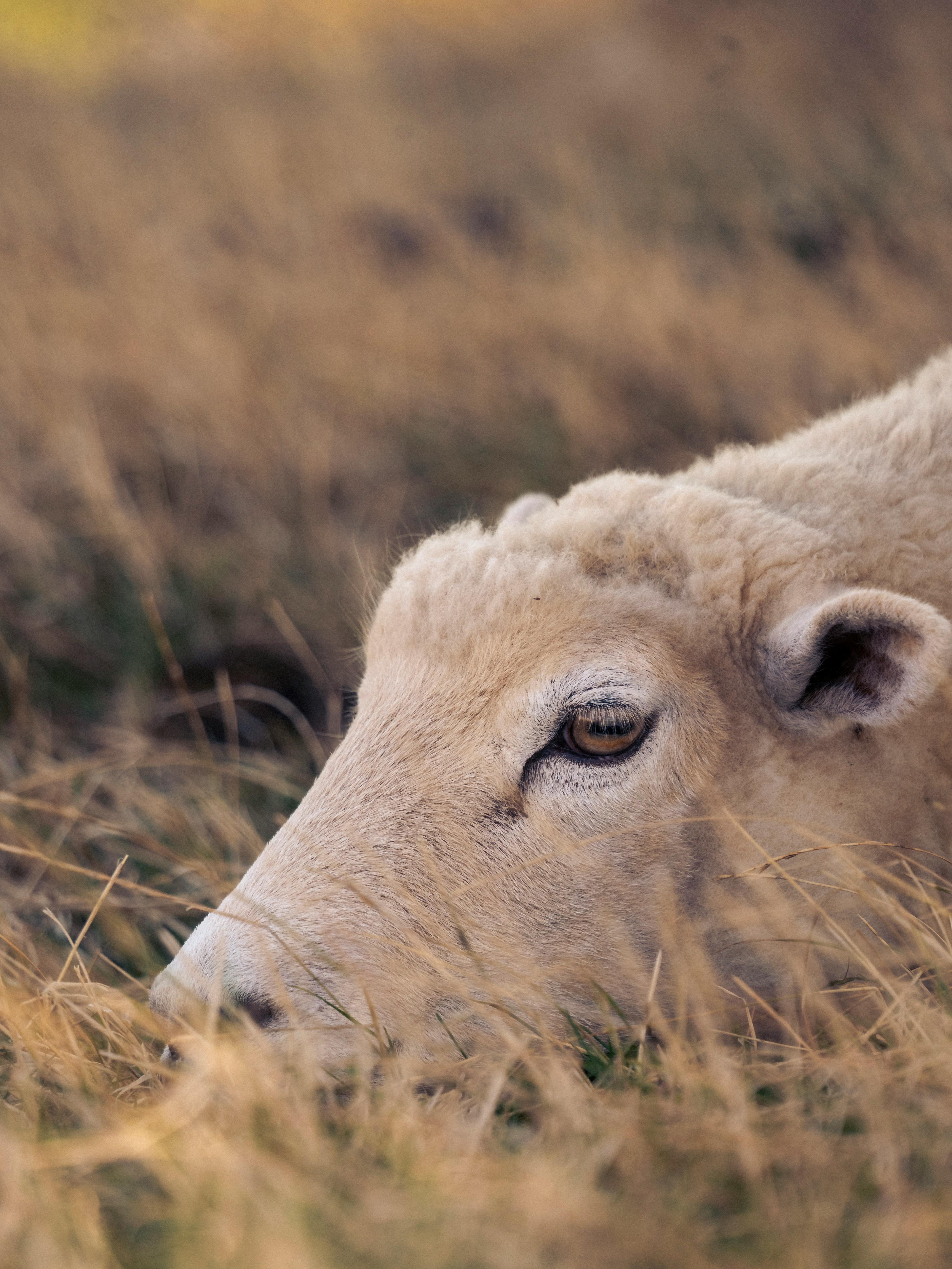 Animal Profile Photos, Download The BEST Free Animal Profile Stock ...