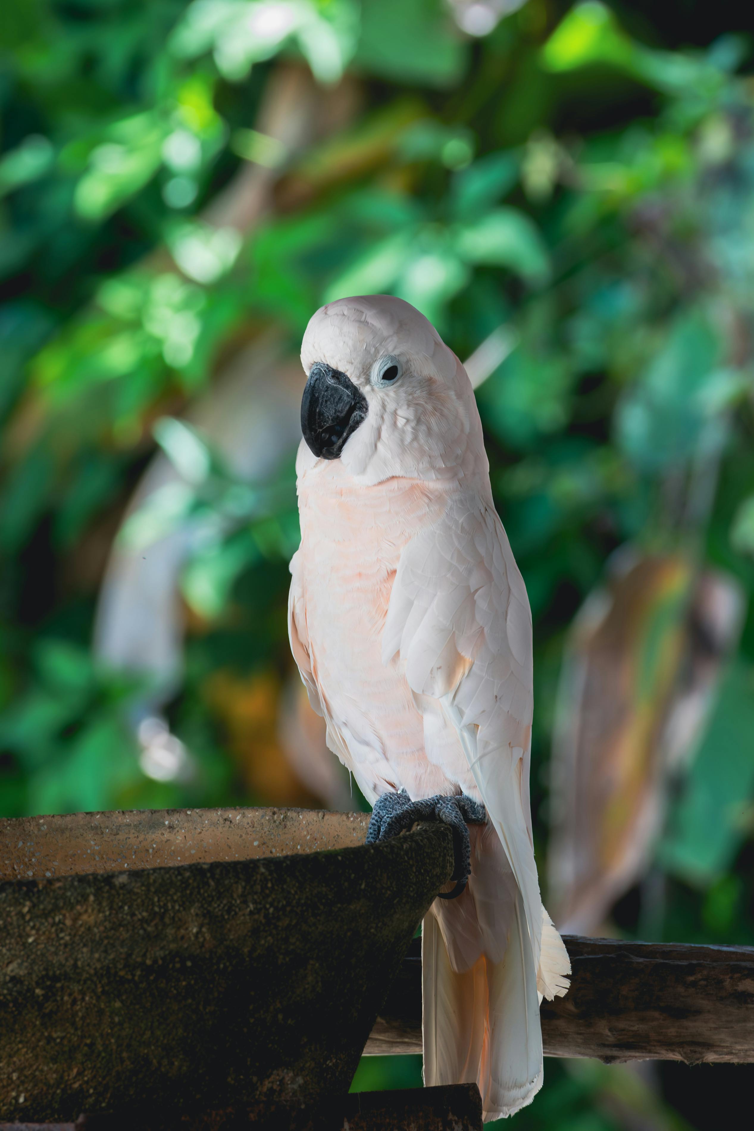 White Parrot in a Garden · Free Stock Photo
