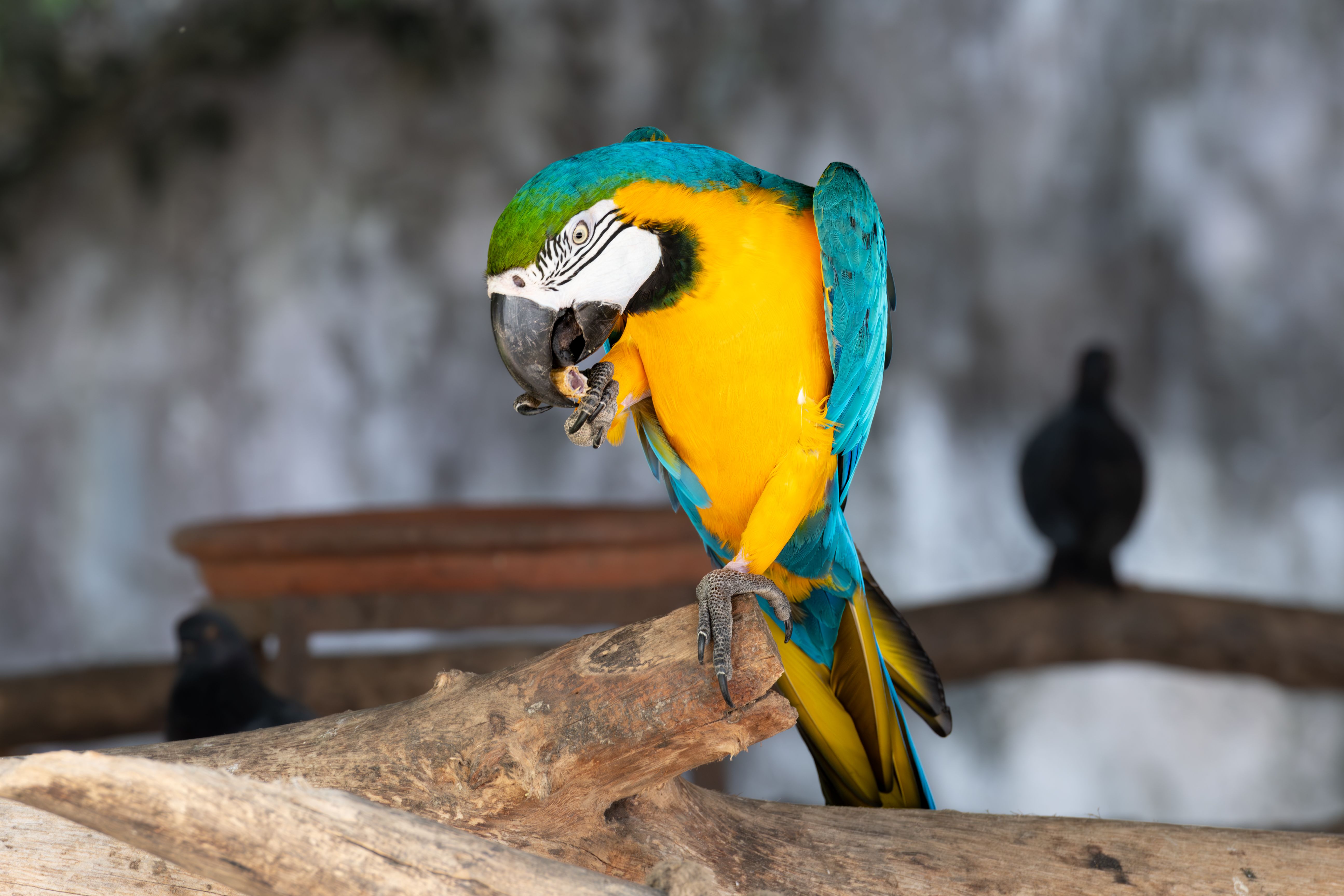Bird Rai Photos, Download The BEST Free Bird Rai Stock Photos & HD Images