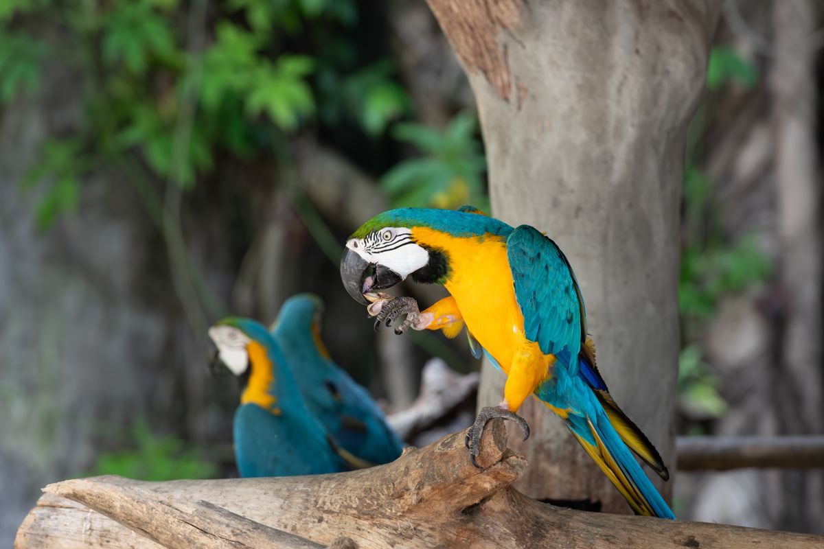 Parrots In The Forest Photos, Download The BEST Free Parrots In The ...
