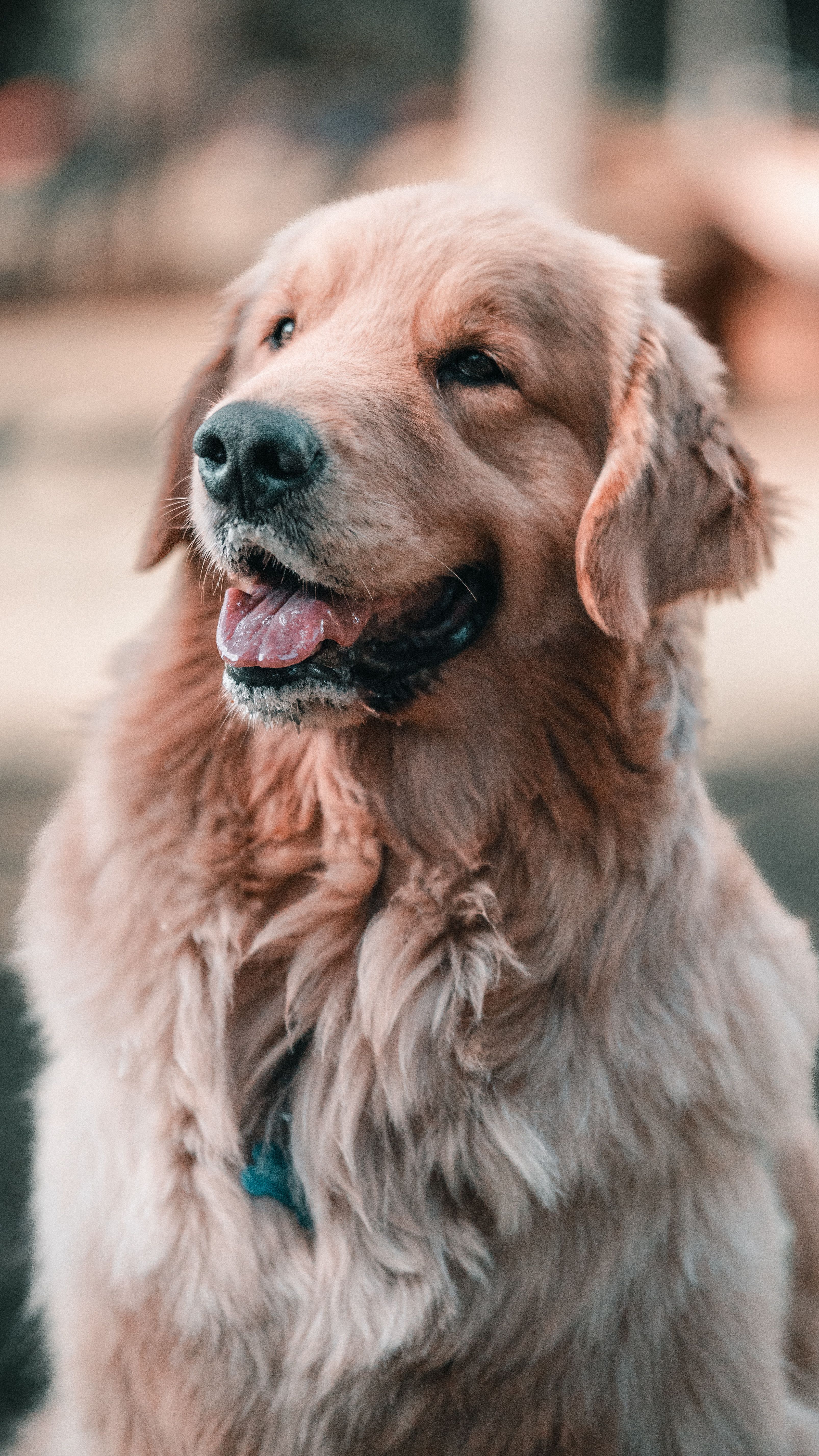 Portrait of Golden Retriever · Free Stock Photo