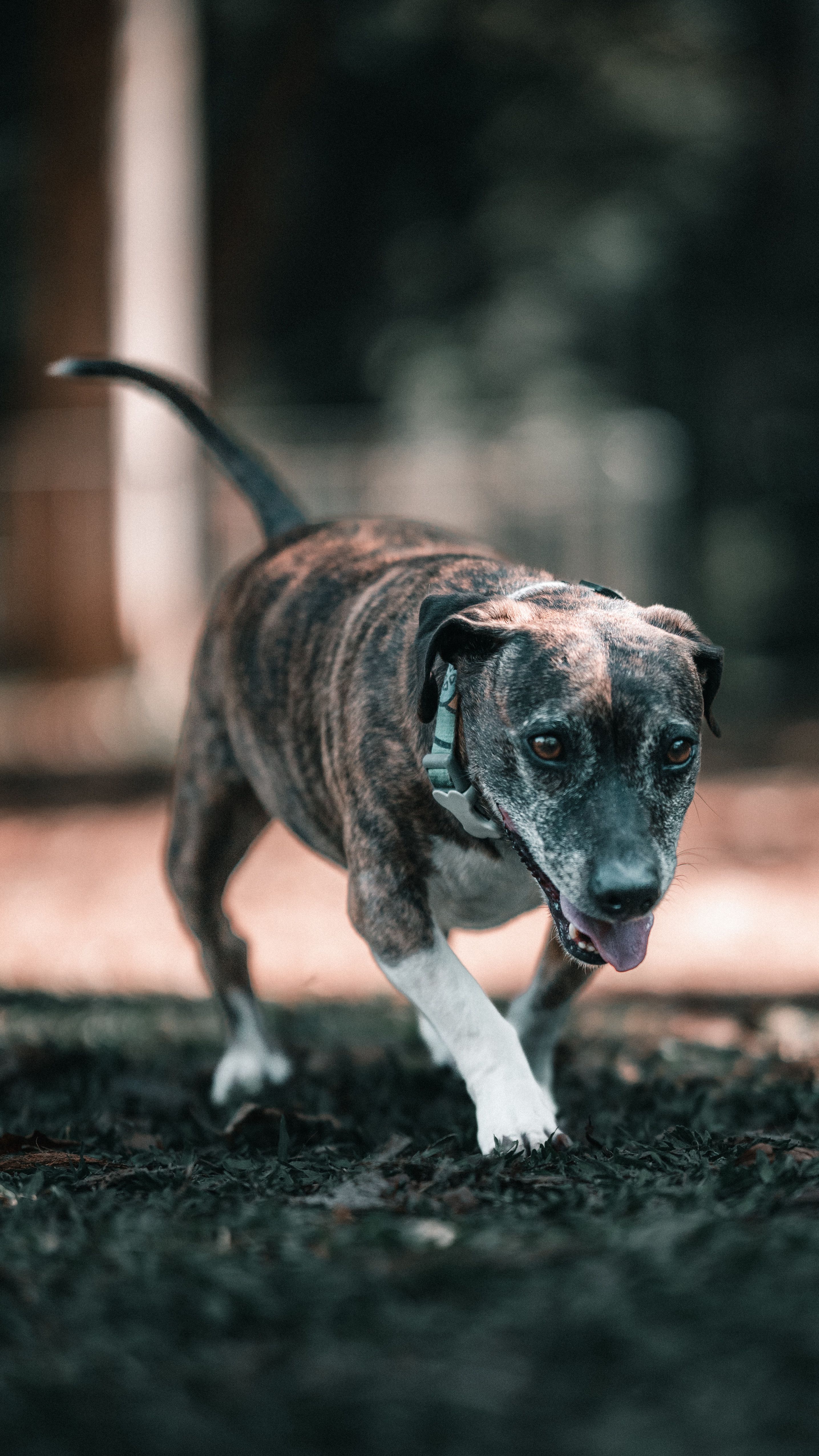 Catahoula Photos, Download The BEST Free Catahoula Stock Photos & HD Images