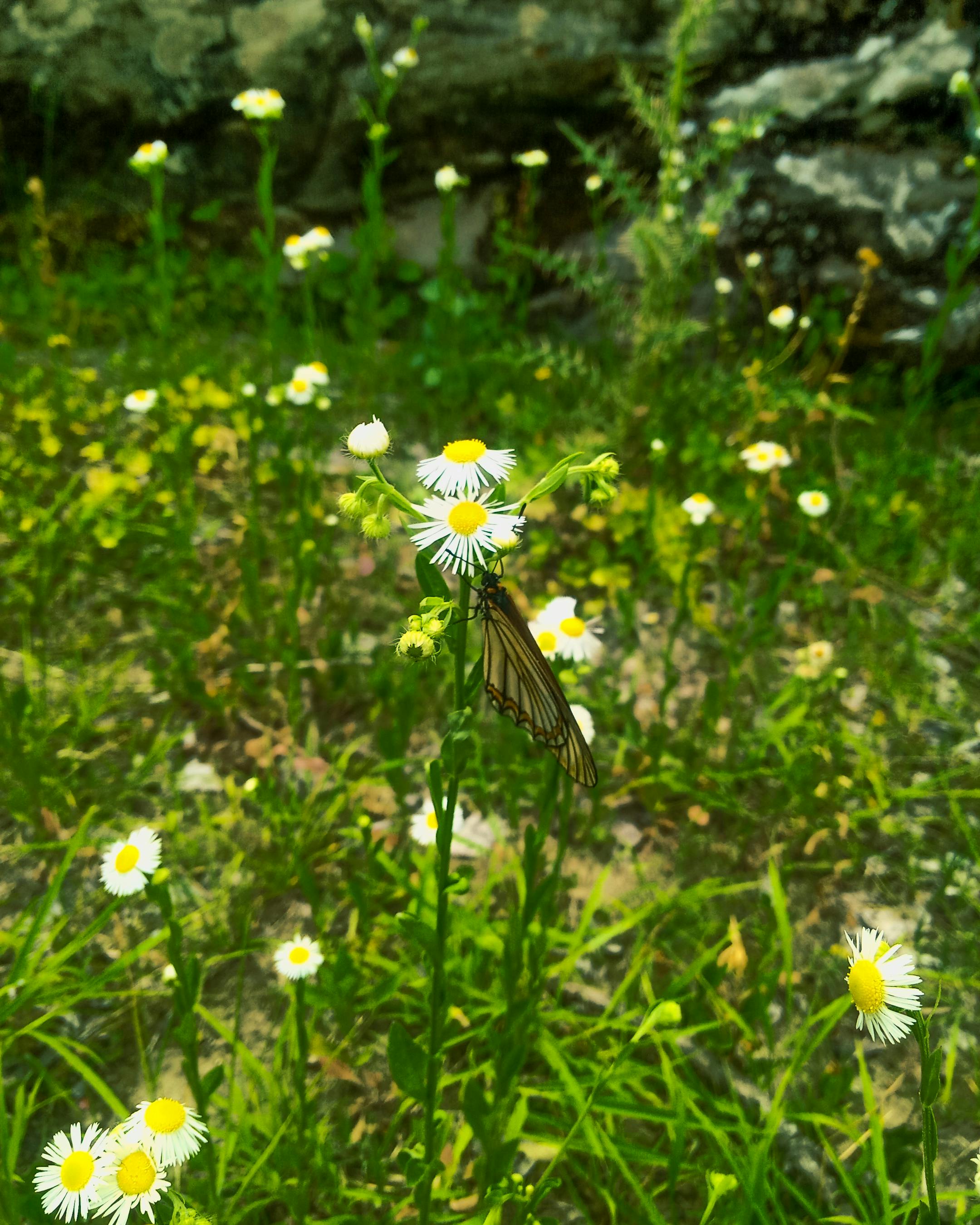 Krishna Rawat - Fotografía
