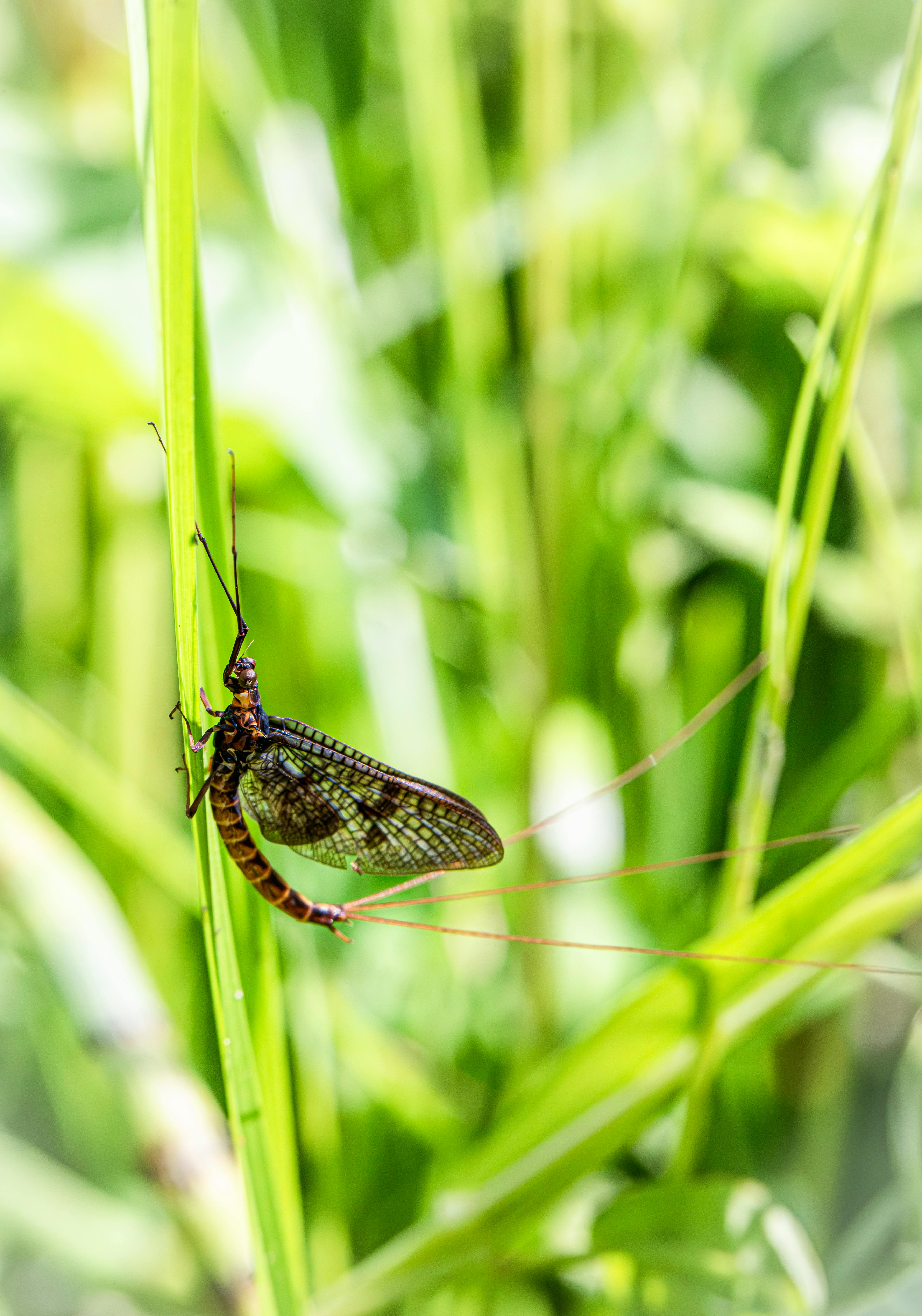A small insect sitting on top of a green stalk · Free Stock Photo