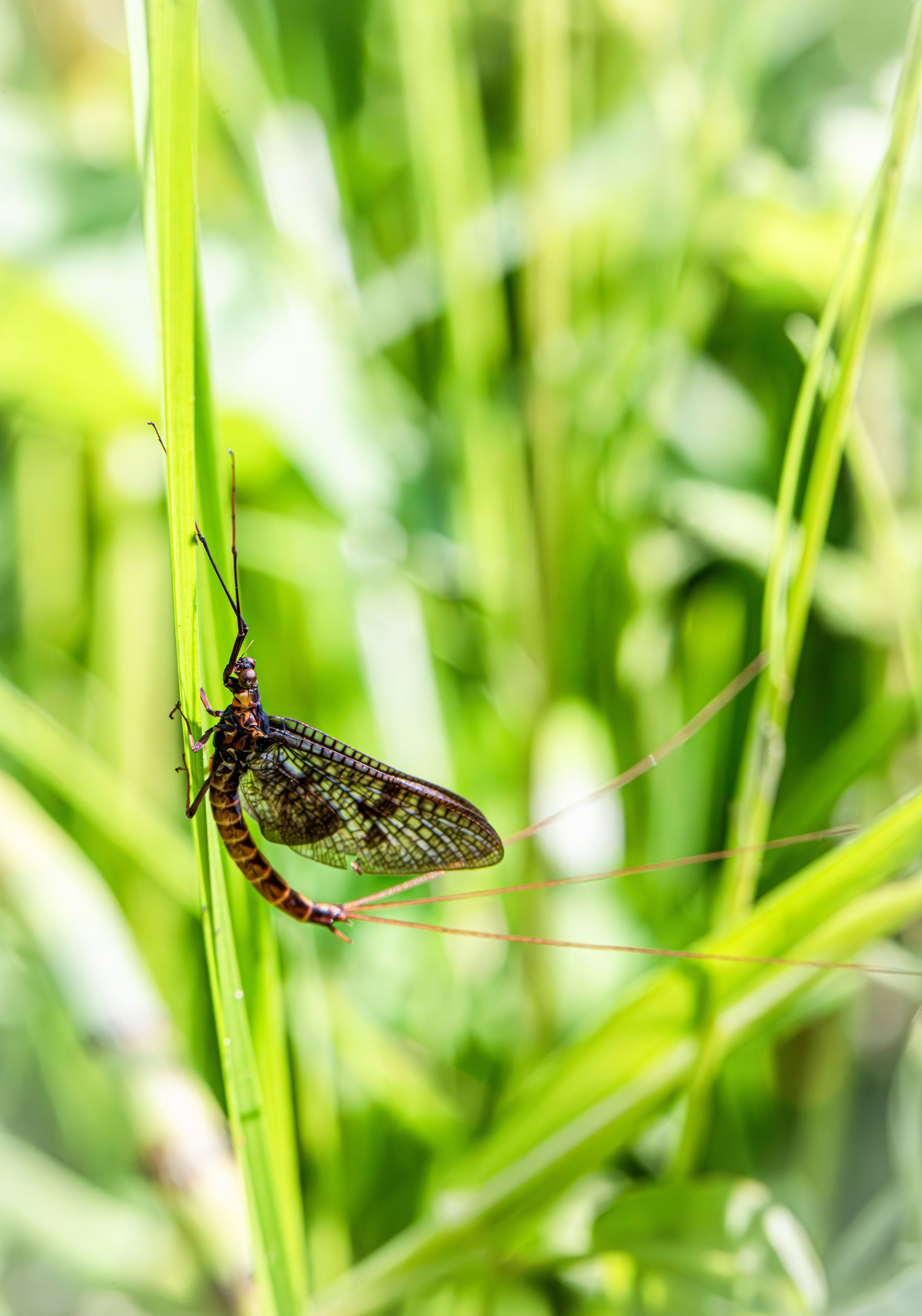 Ephemeridae Mayfly on Leaf · Free Stock Photo