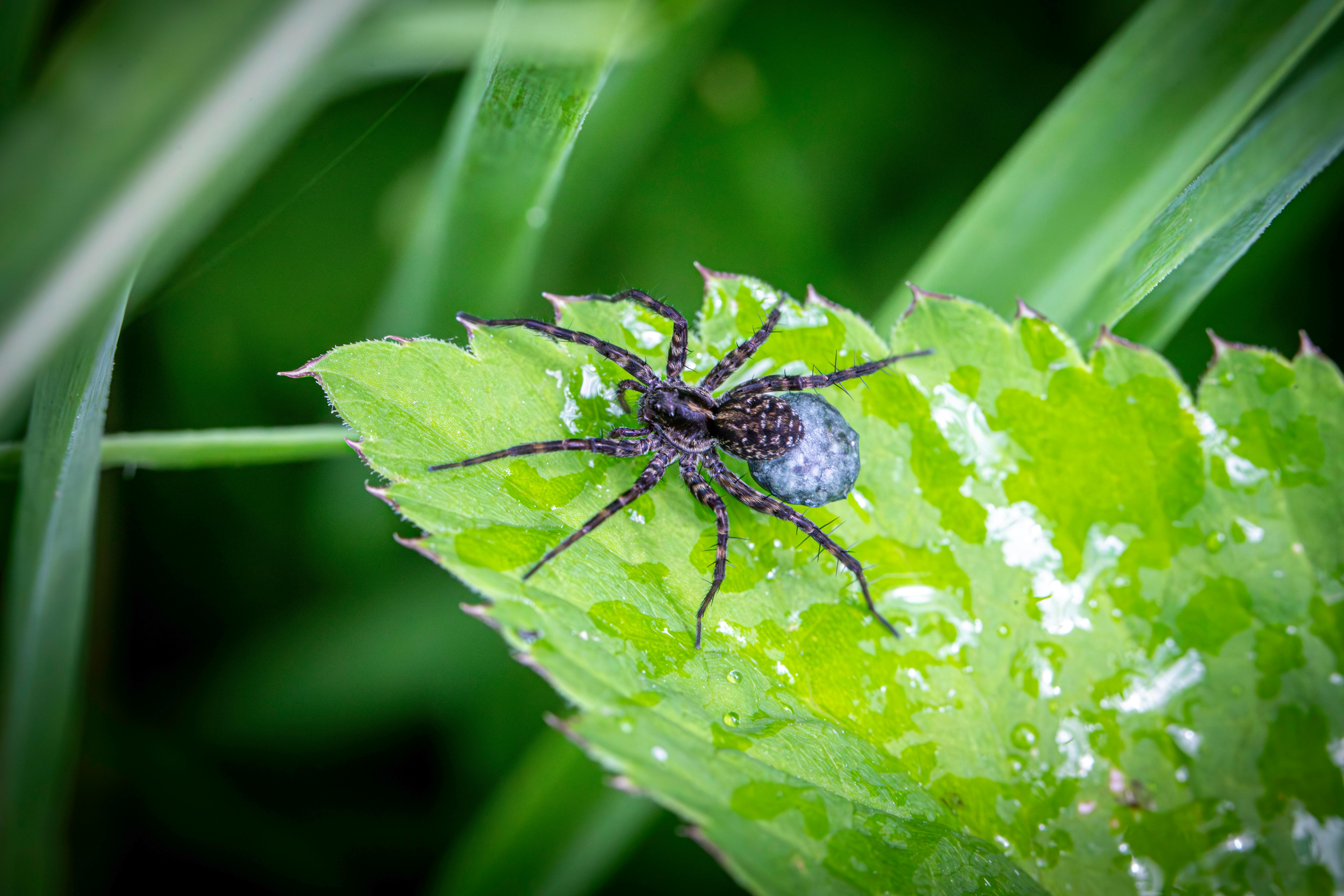 Shore Spider on Leaf · Free Stock Photo