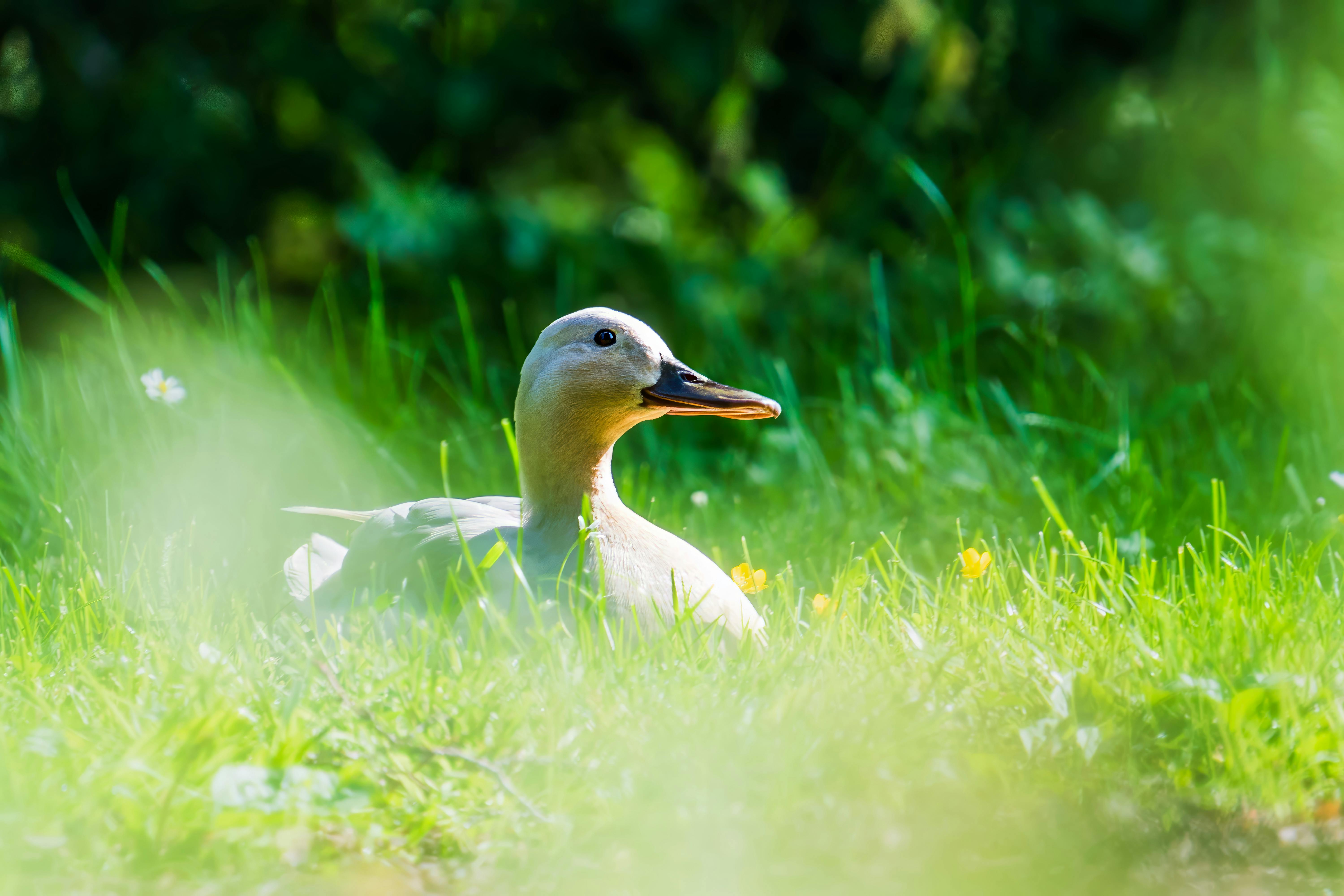 Duck Laying Eggs Photos, Download The BEST Free Duck Laying Eggs Stock ...