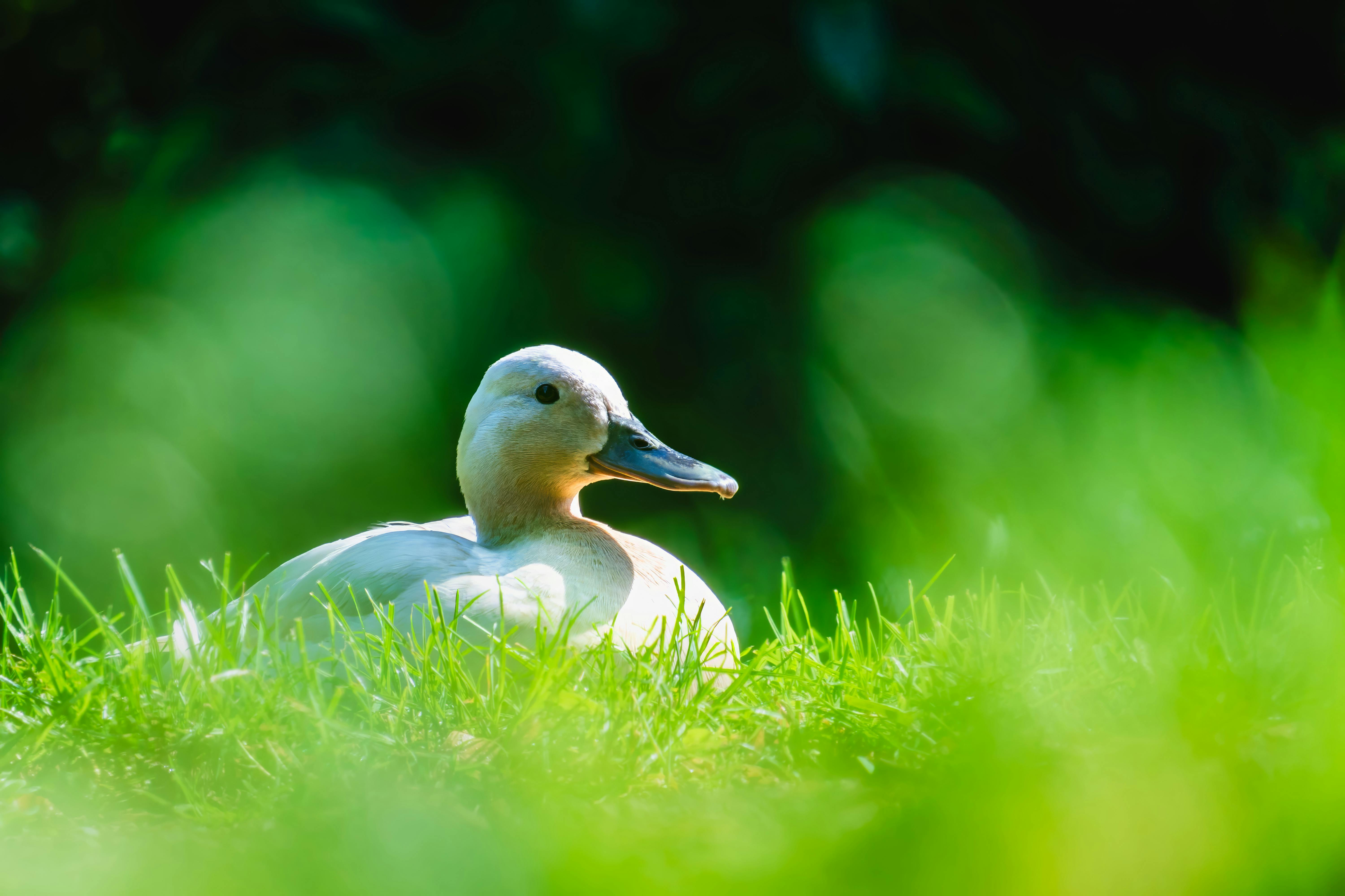 Duck Laying Eggs Photos, Download The BEST Free Duck Laying Eggs Stock ...
