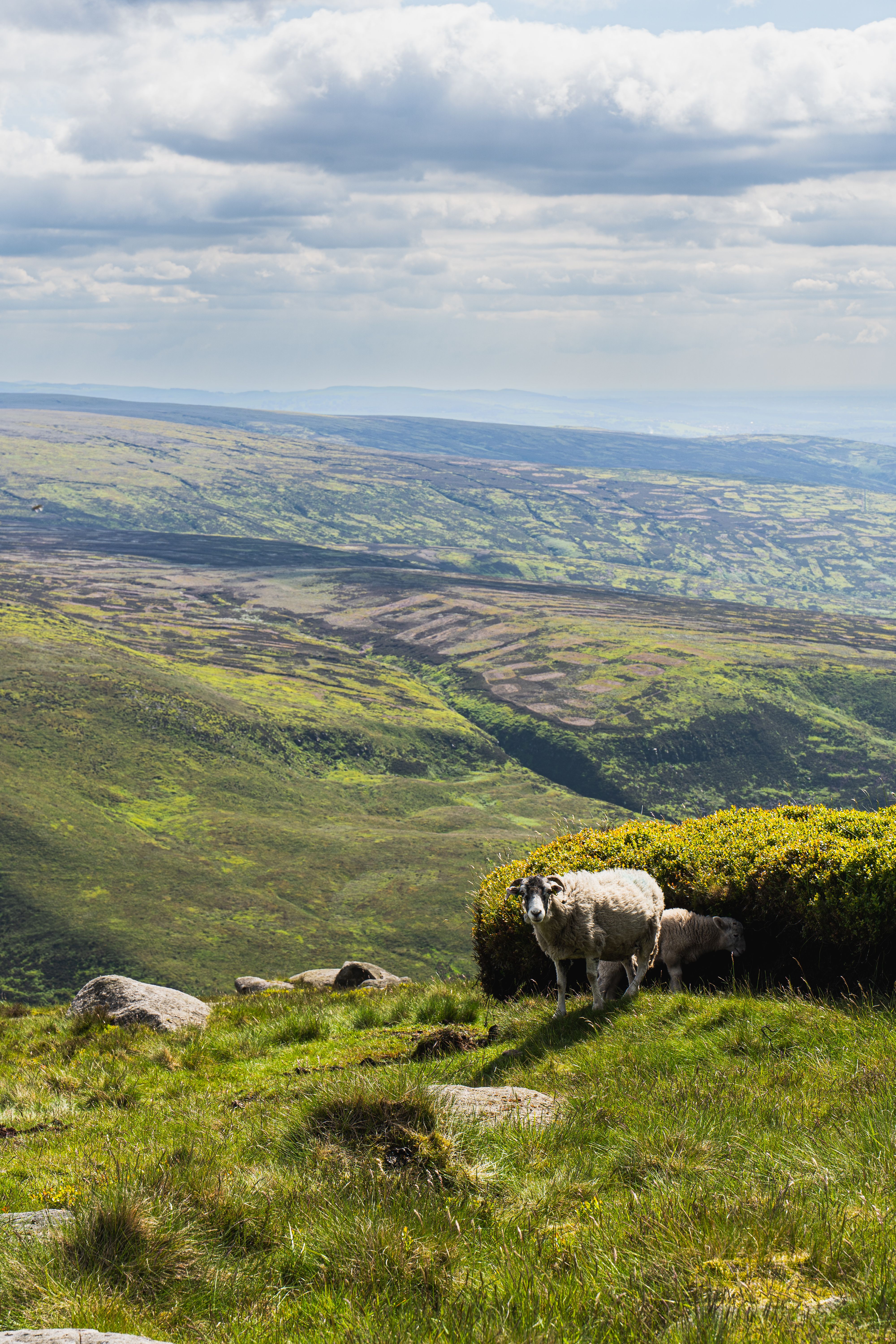 Hidden Sheep Photos, Download The BEST Free Hidden Sheep Stock Photos ...