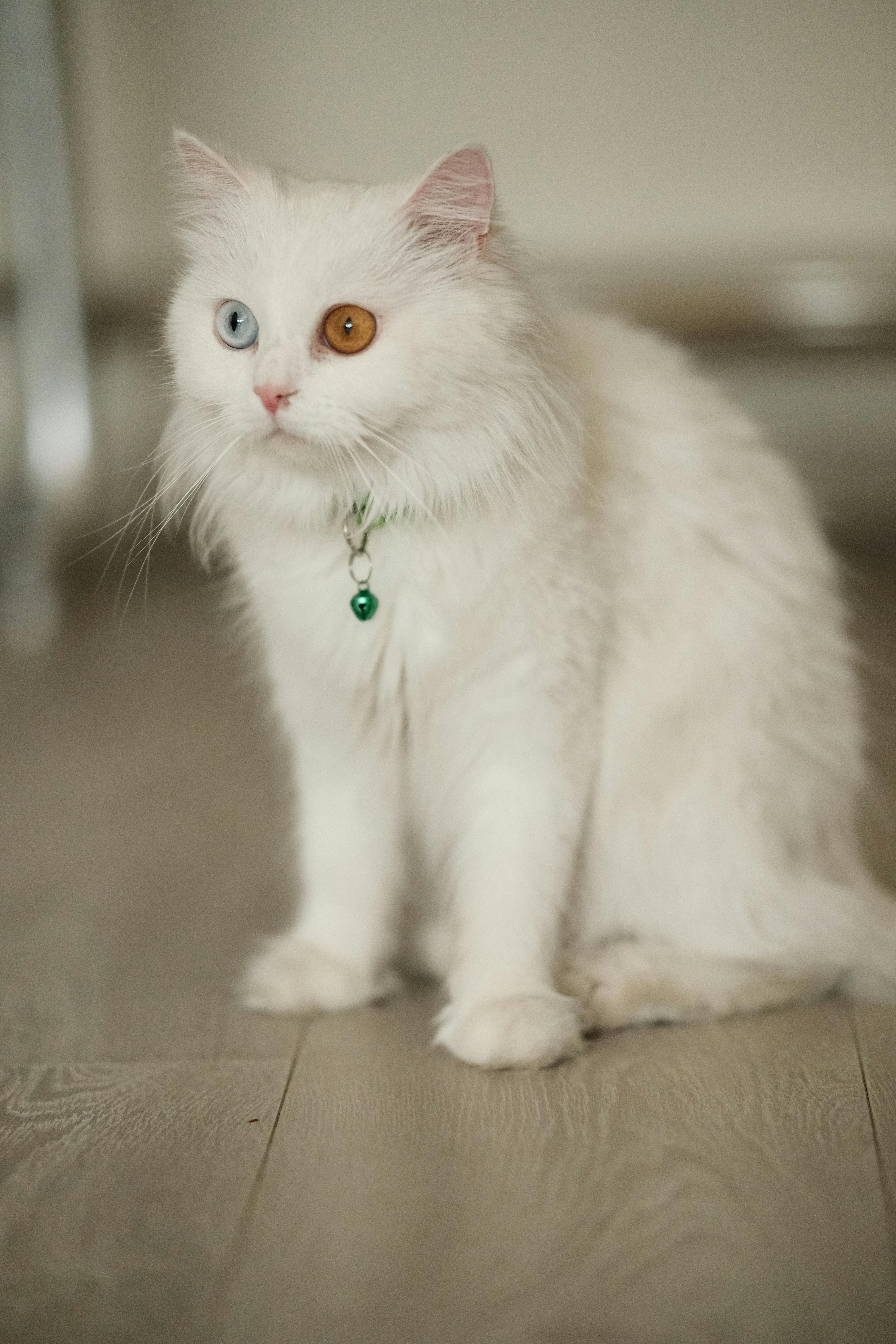 Beyaz Kedi Photos, Download The BEST Free Beyaz Kedi Stock Photos & HD ...