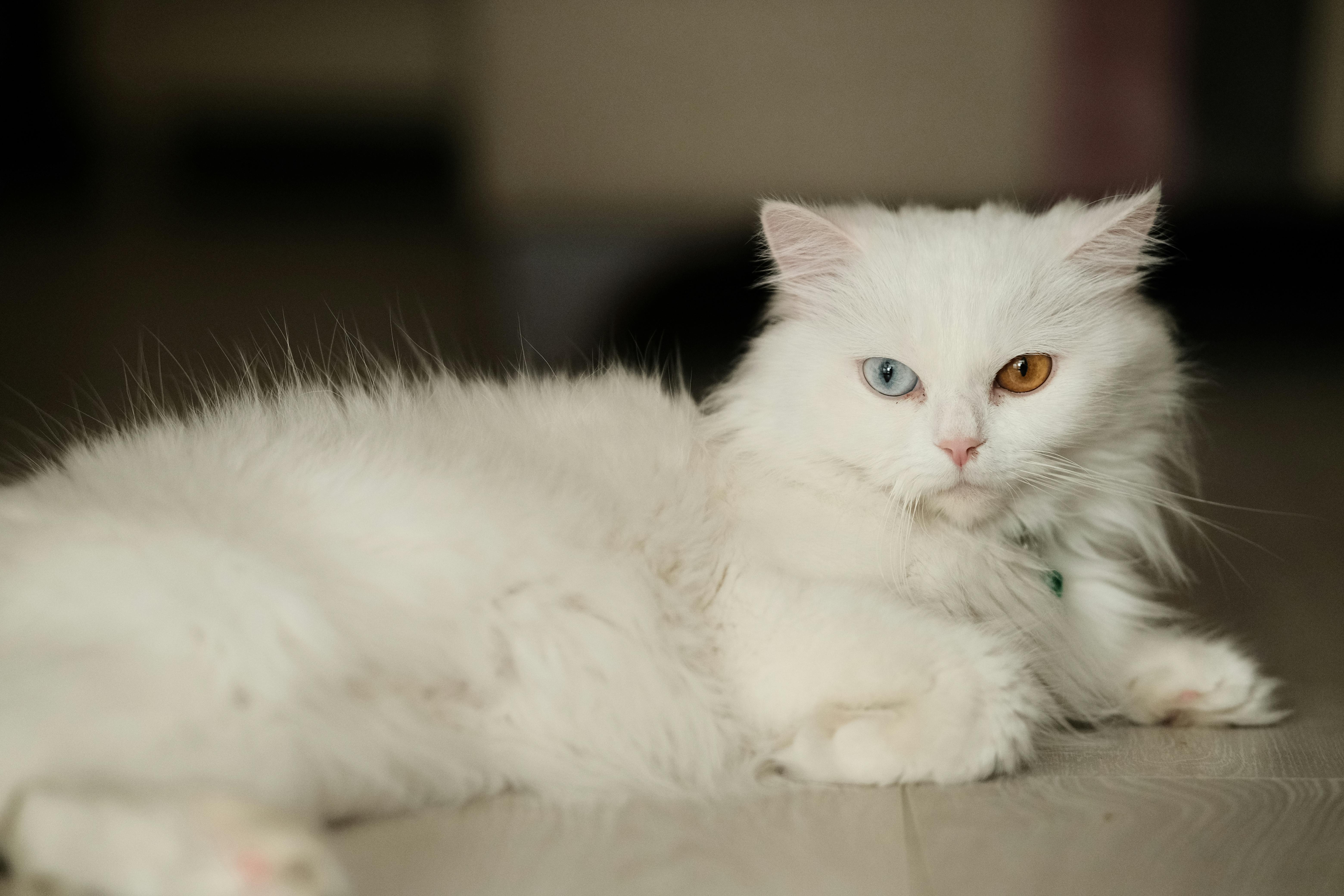 White Cat Lying Down · Free Stock Photo
