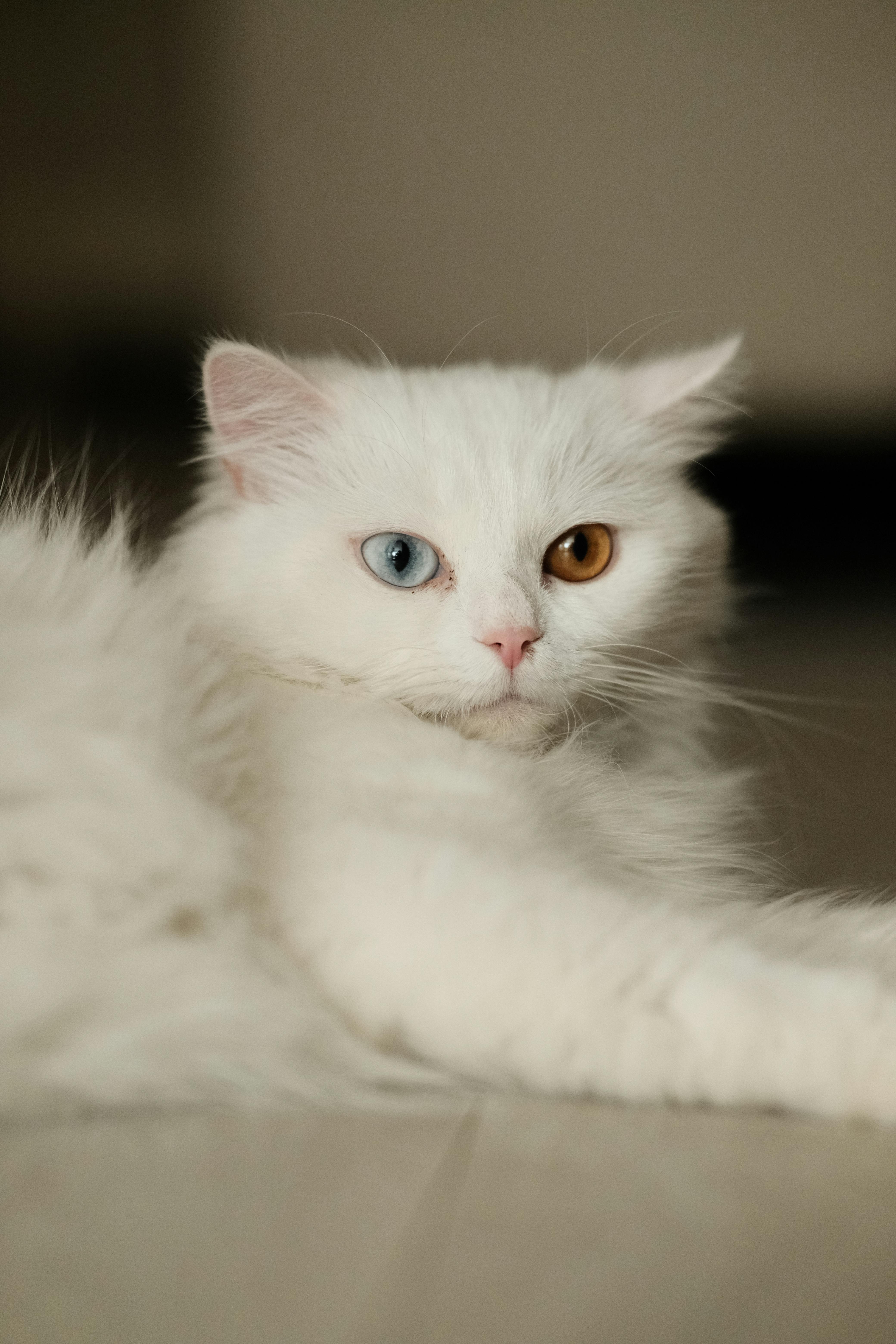A Furry White Cat with Different Colored Eyes · Free Stock Photo