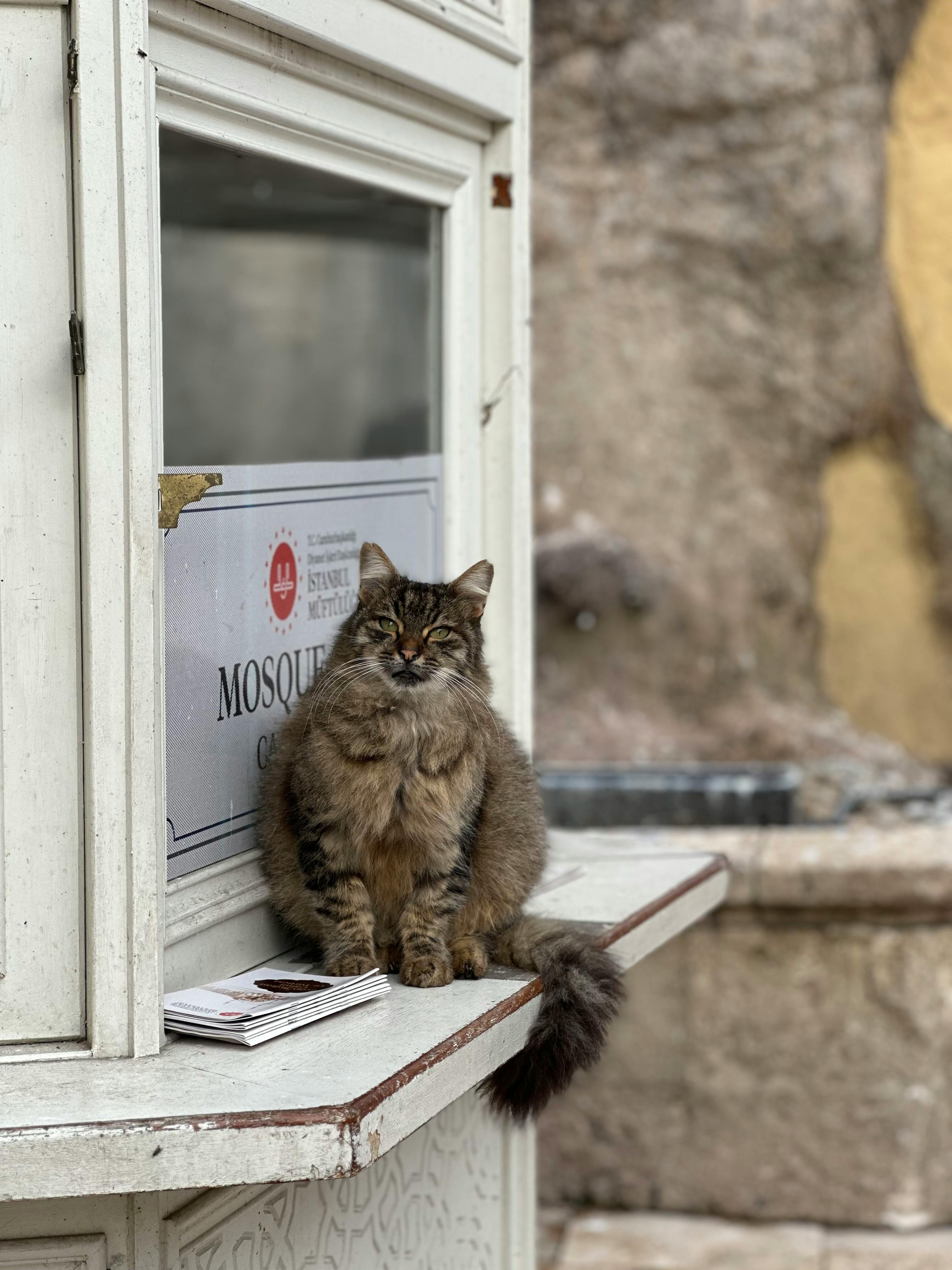 Dojo Cat Streets Photos, Download The BEST Free Dojo Cat Streets Stock ...