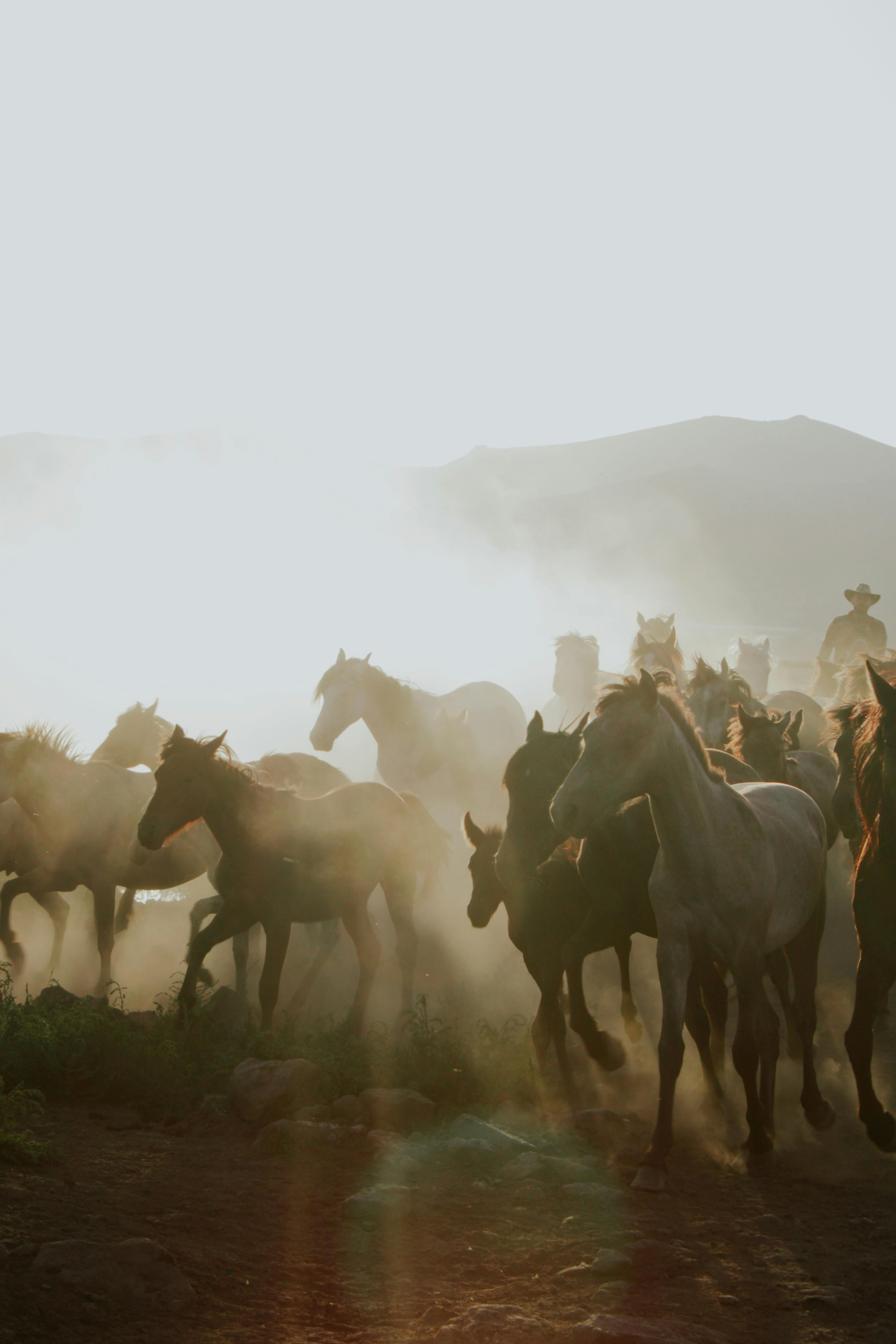 Running Horse Wallpaper Photos, Download The BEST Free Running Horse ...