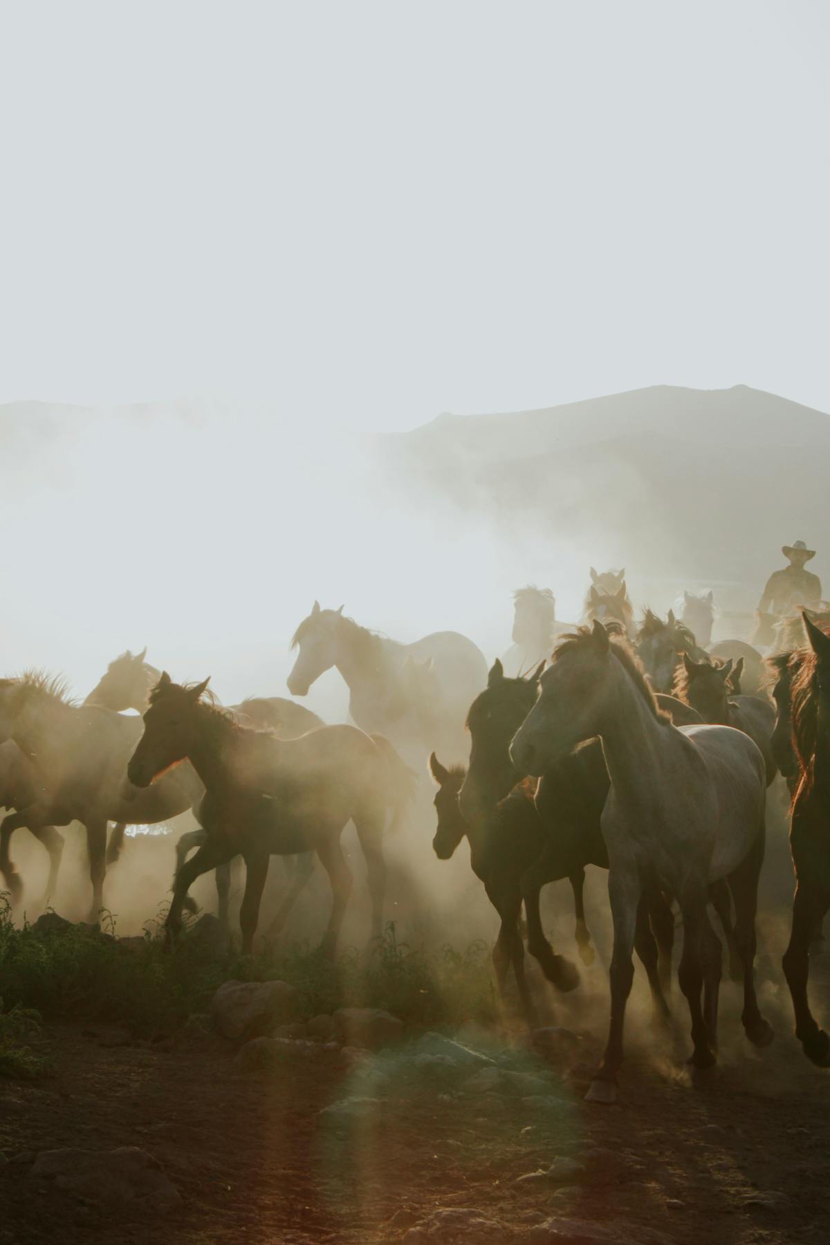 Running Horse 4k Wallpaper Photos, Download The BEST Free Running Horse ...