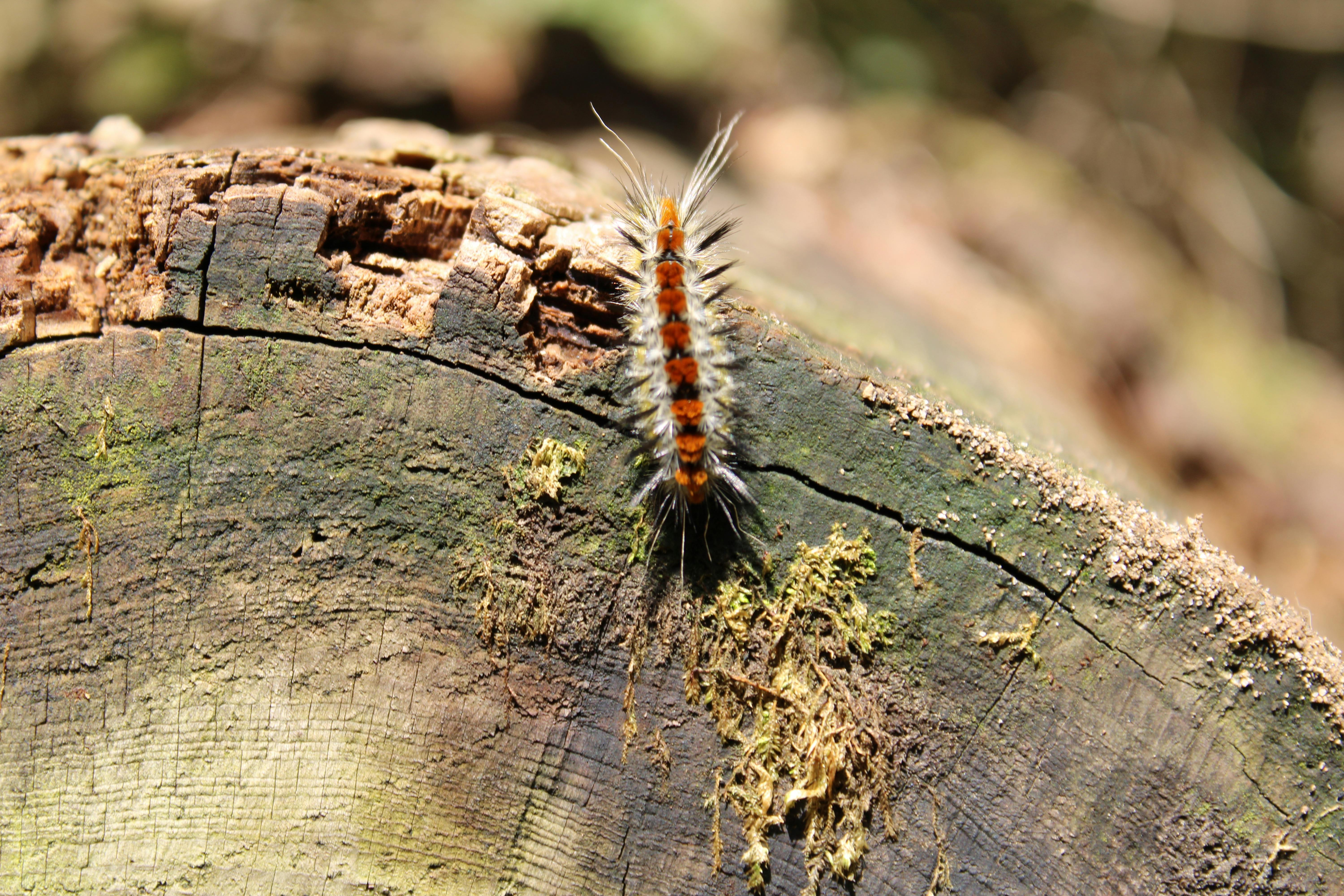 Foto de stock gratuita sobre al aire libre, fotos de animales, bicho, biodiversidad, bosque, bug ...