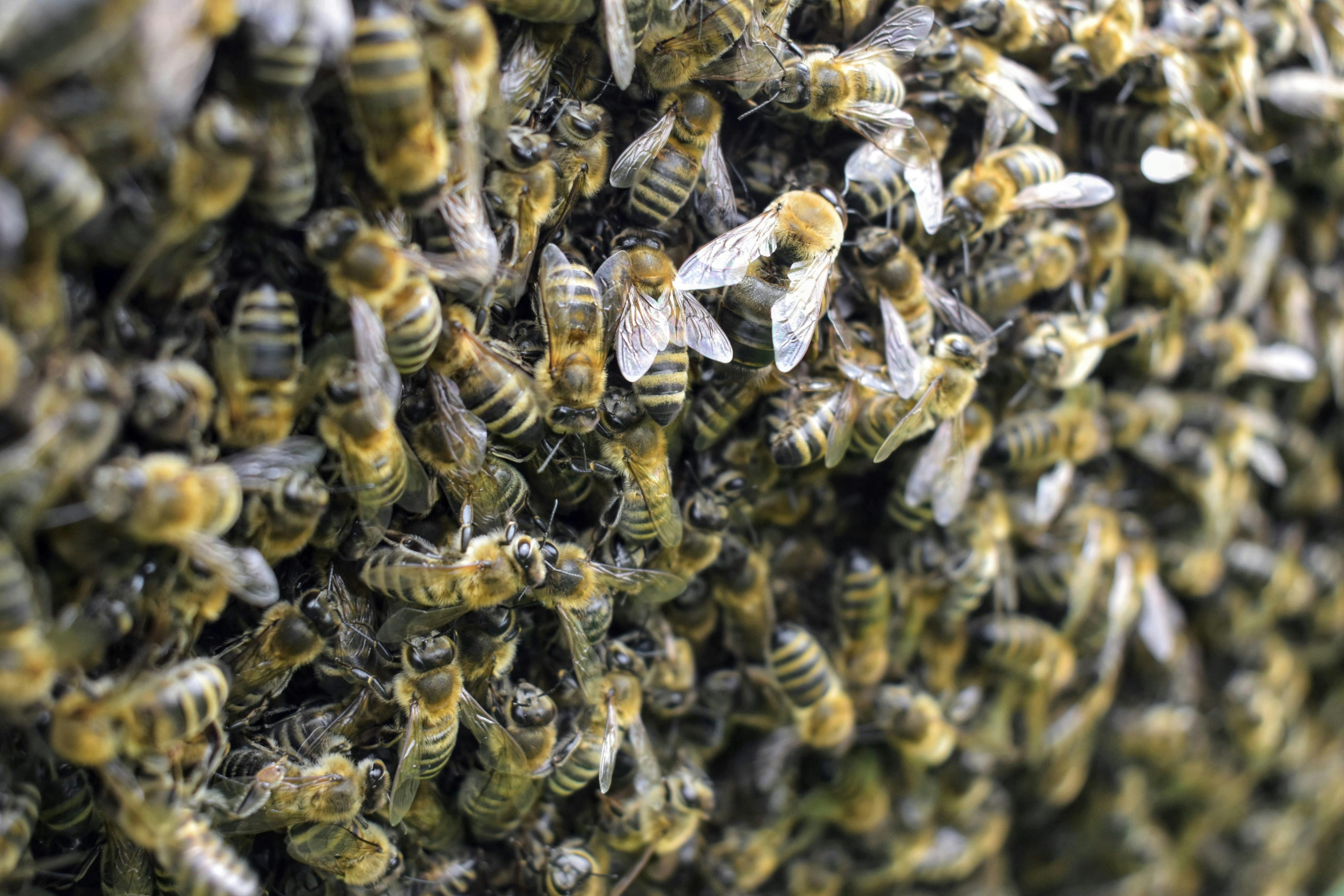 Bees Soldiers Photos, Download The BEST Free Bees Soldiers Stock Photos ...