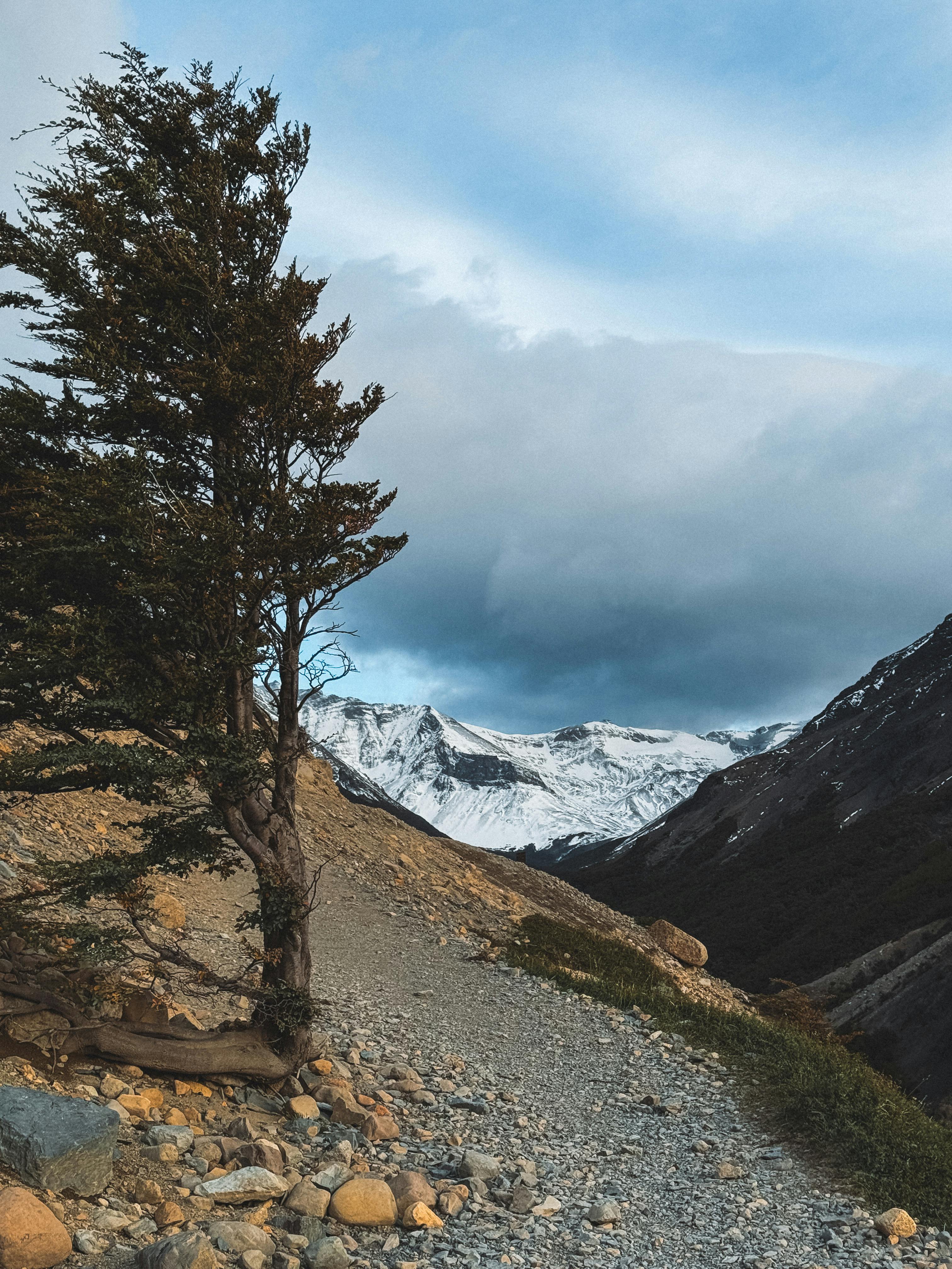 Trees in a Mountain Valley · Free Stock Photo