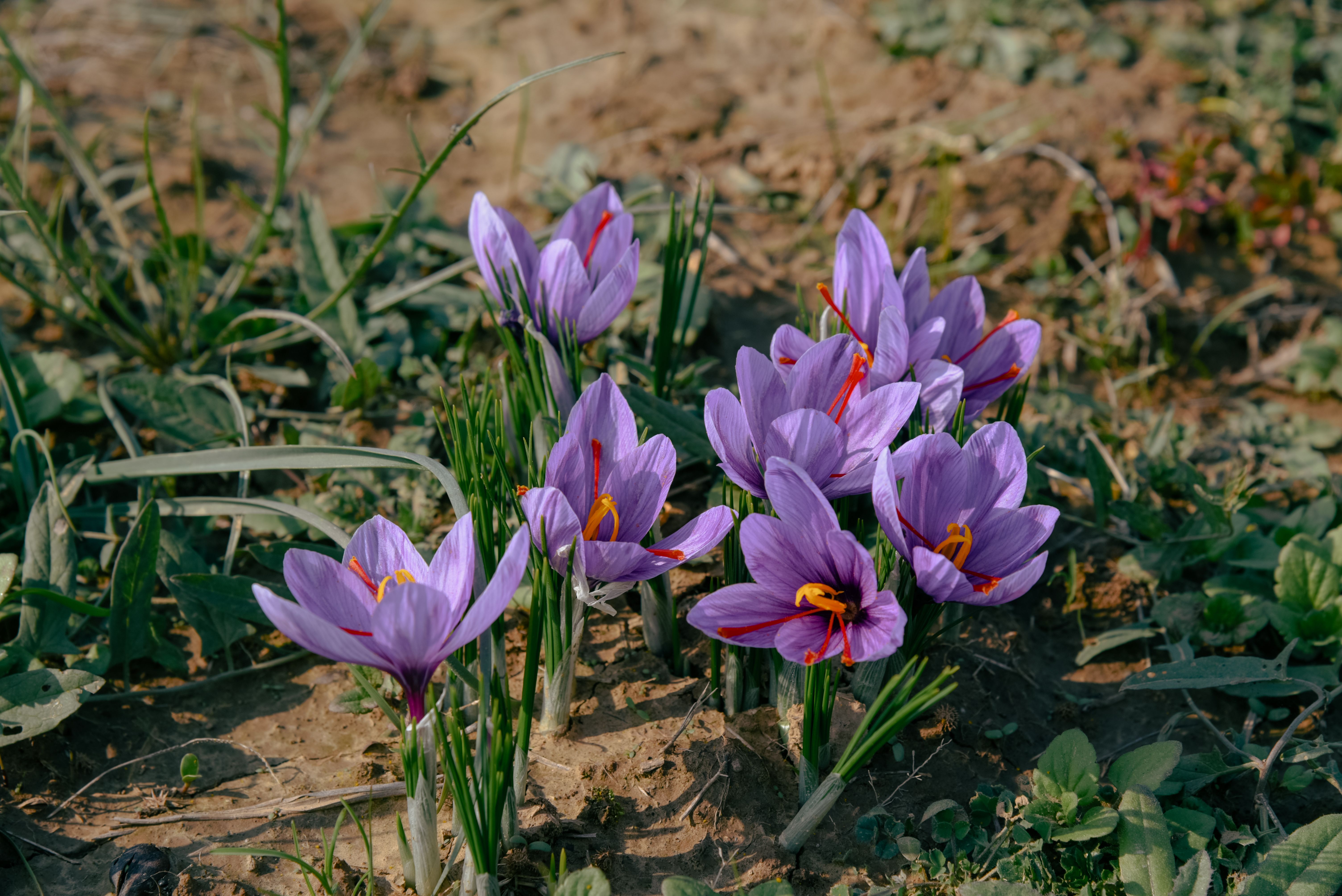 Saffron Photos, Download The BEST Free Saffron Stock Photos & HD Images