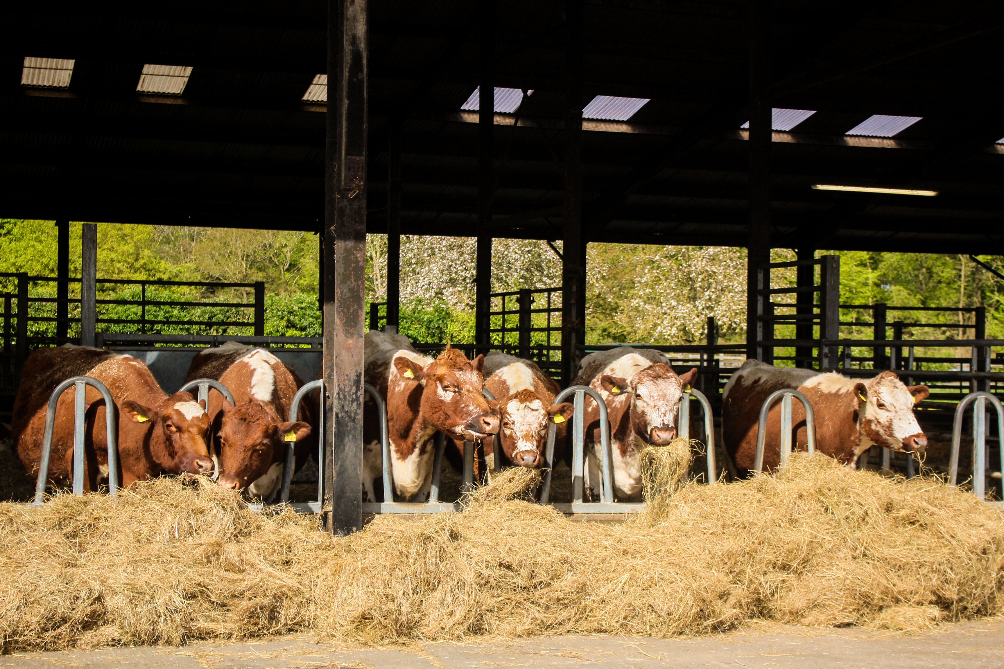Cattle in Barn · Free Stock Photo