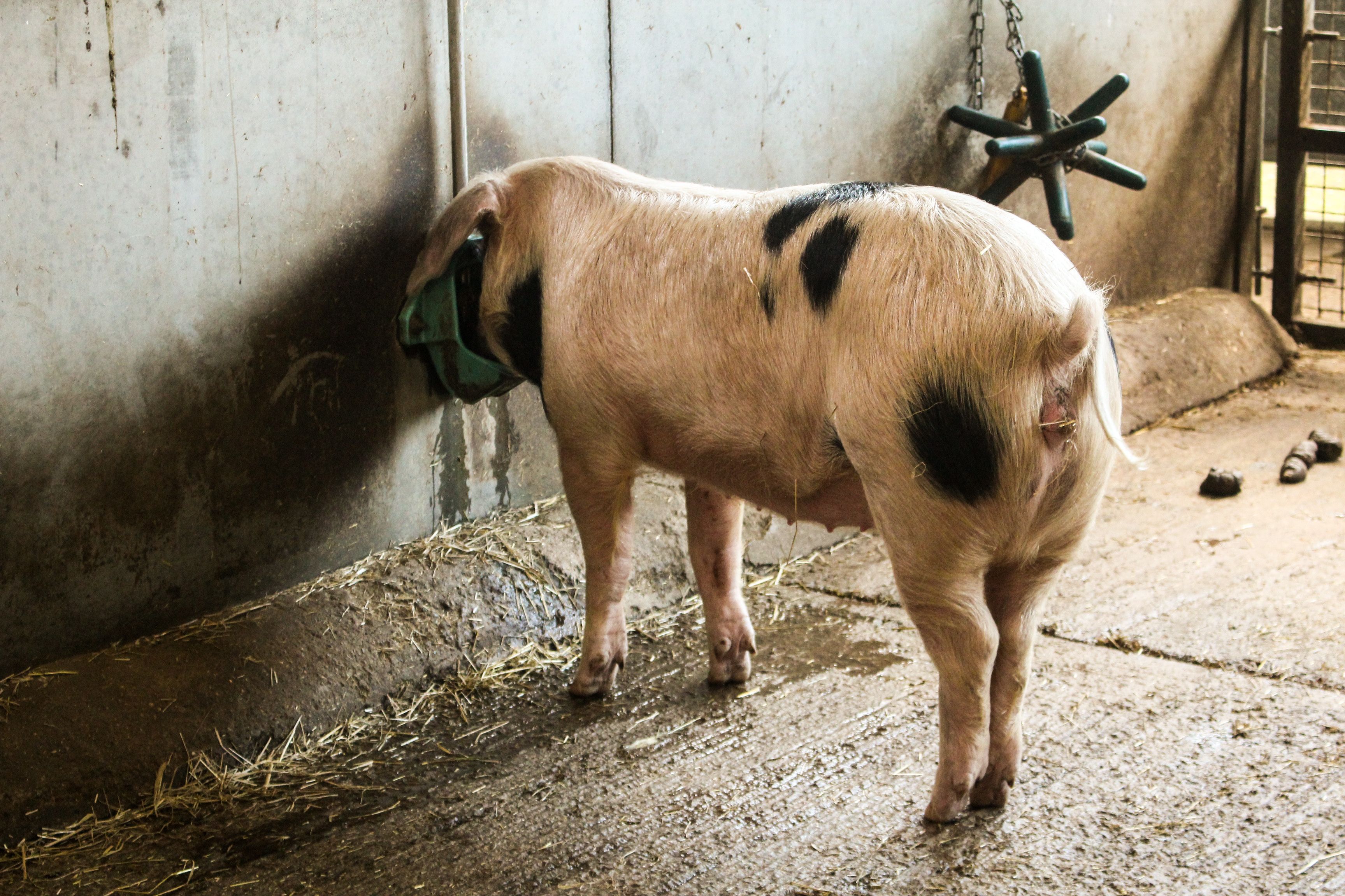 Cambridge animal farm · Free Stock Photo