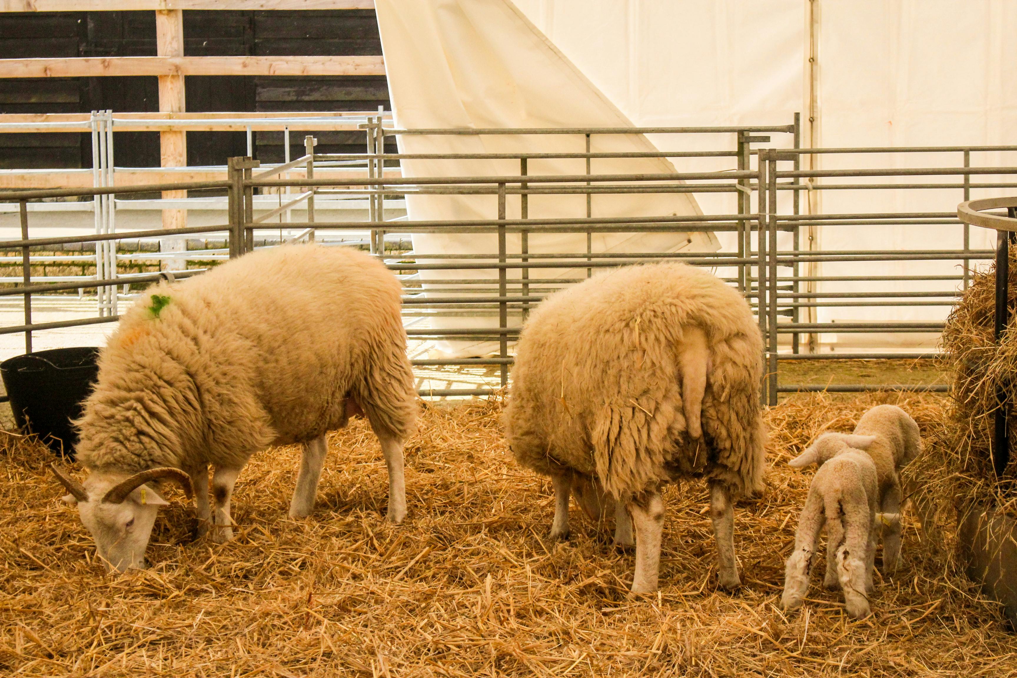 Sheep, Ram and Lamb at Farm · Free Stock Photo