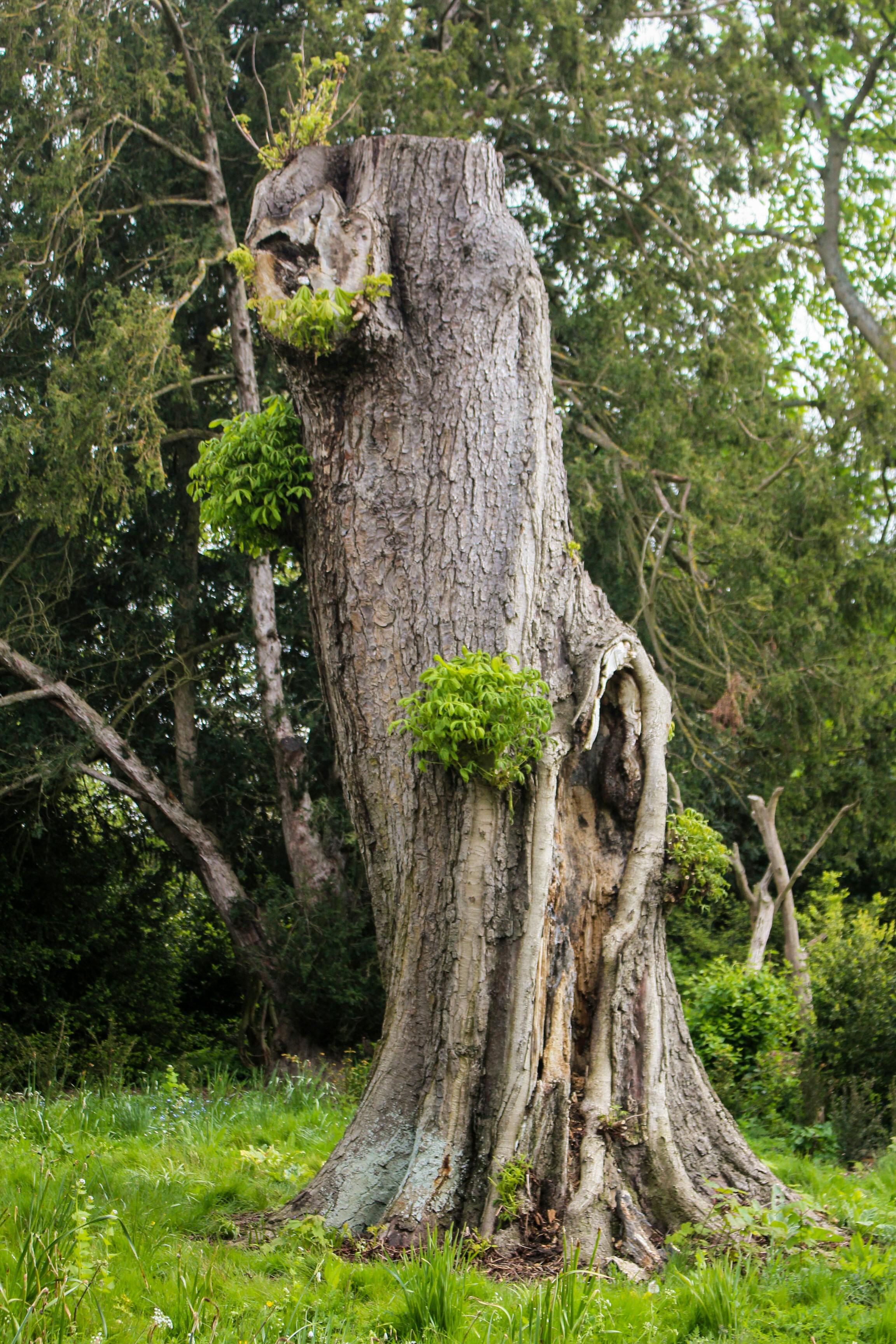 Tree Log · Free Stock Photo
