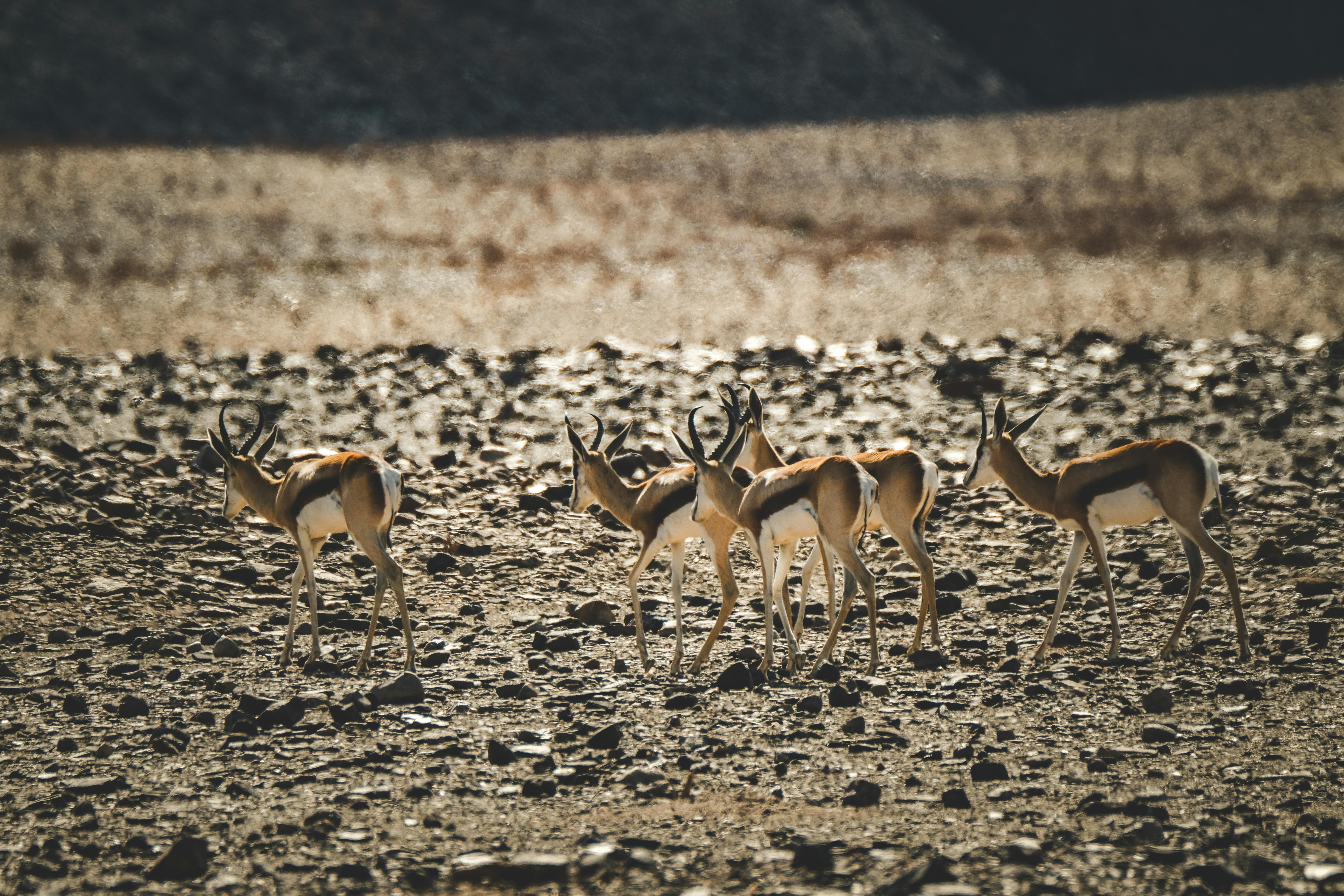 A group of gazelle walking across a dry desert · Free Stock Photo