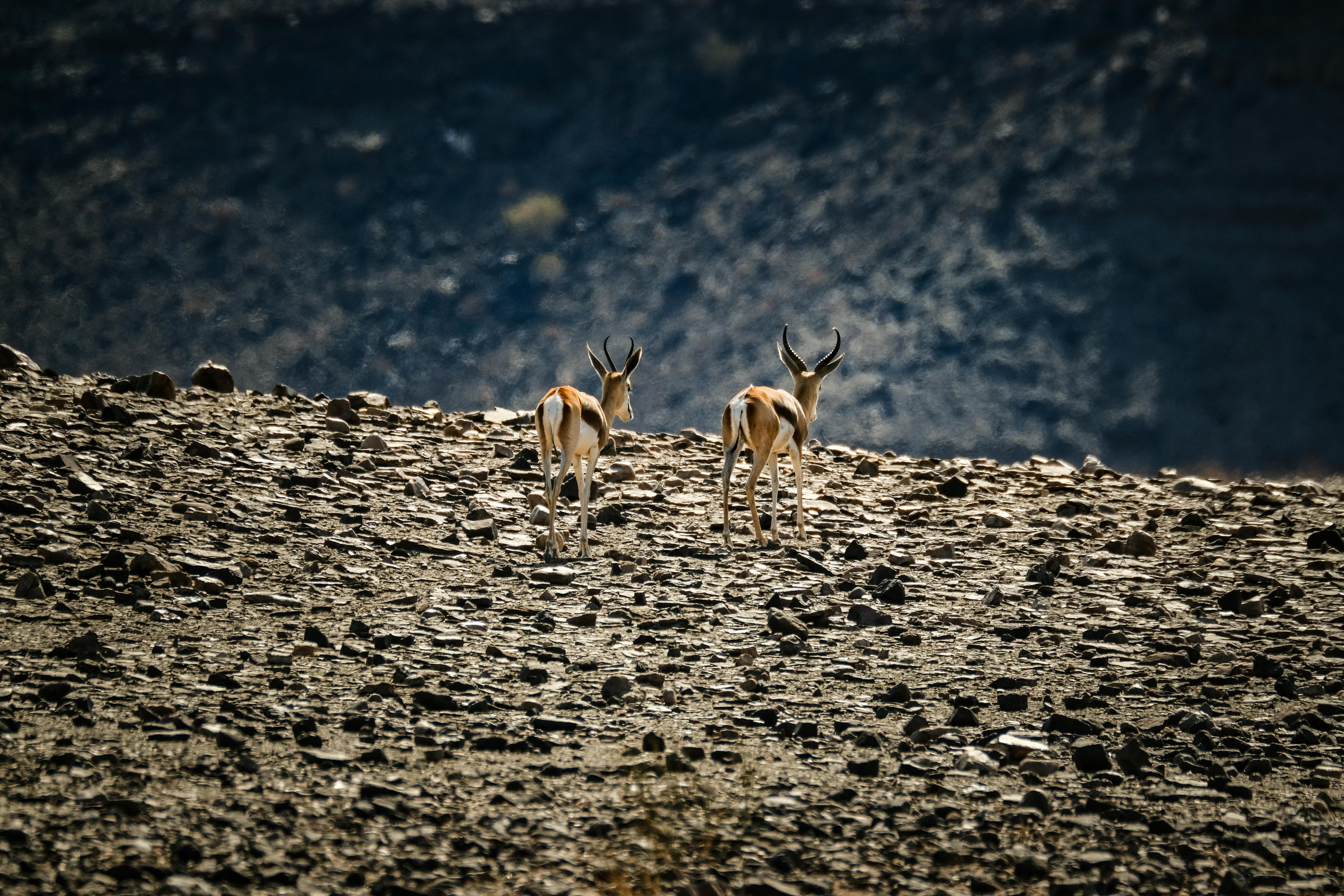 Back View of Springbok Antelopes · Free Stock Photo