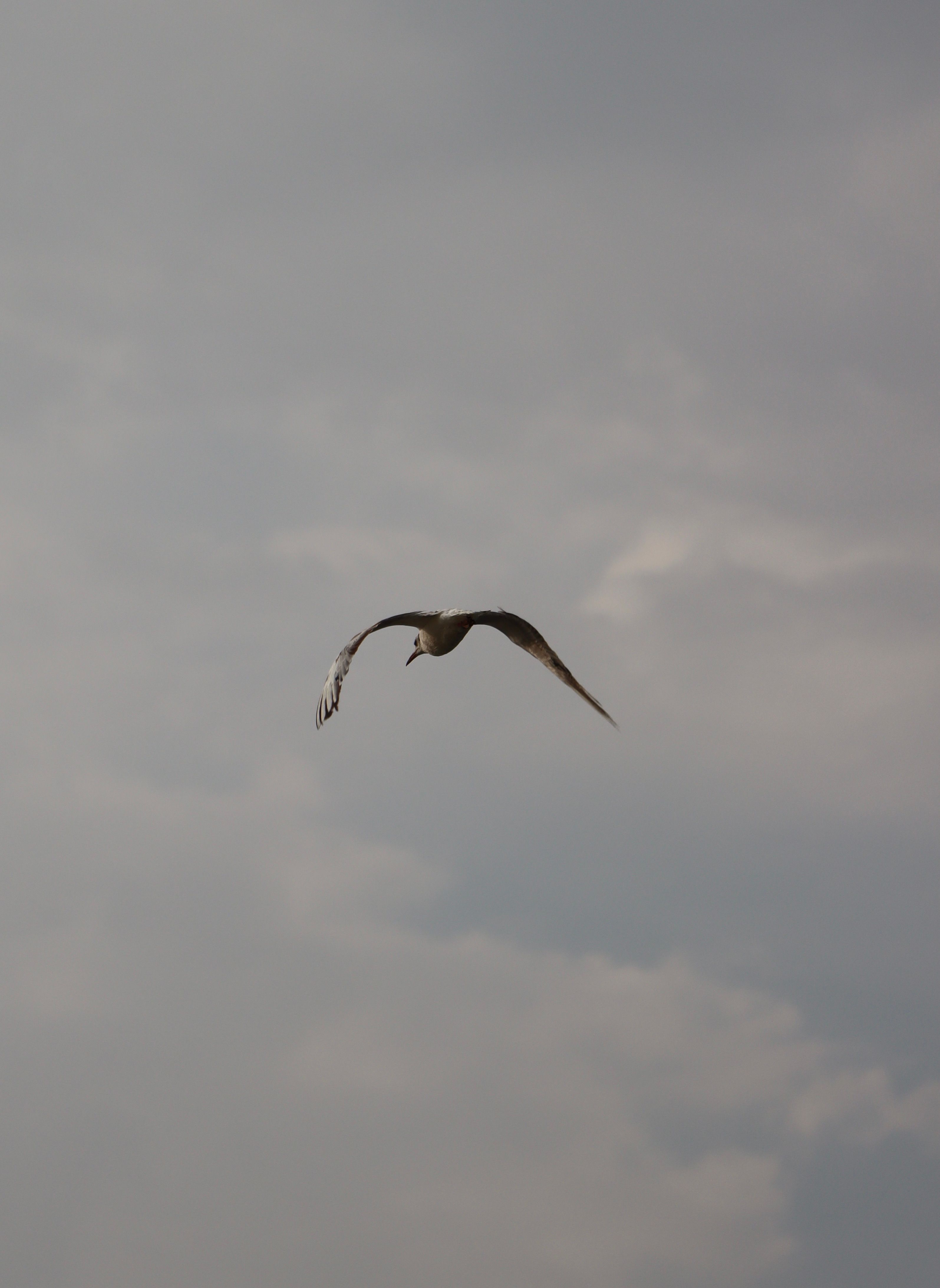 Back View of Flying Seagull · Free Stock Photo