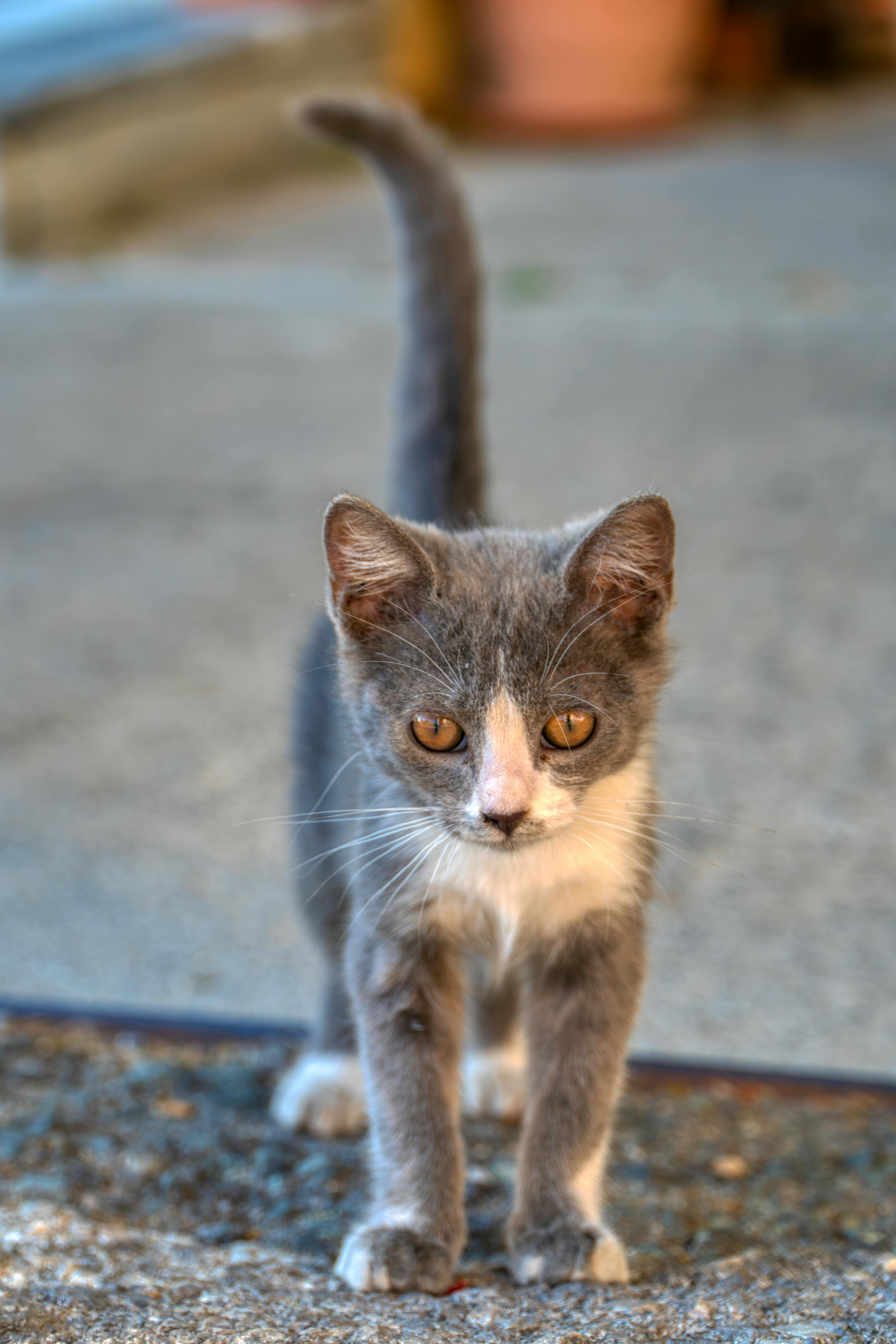 cat · Free Stock Photo