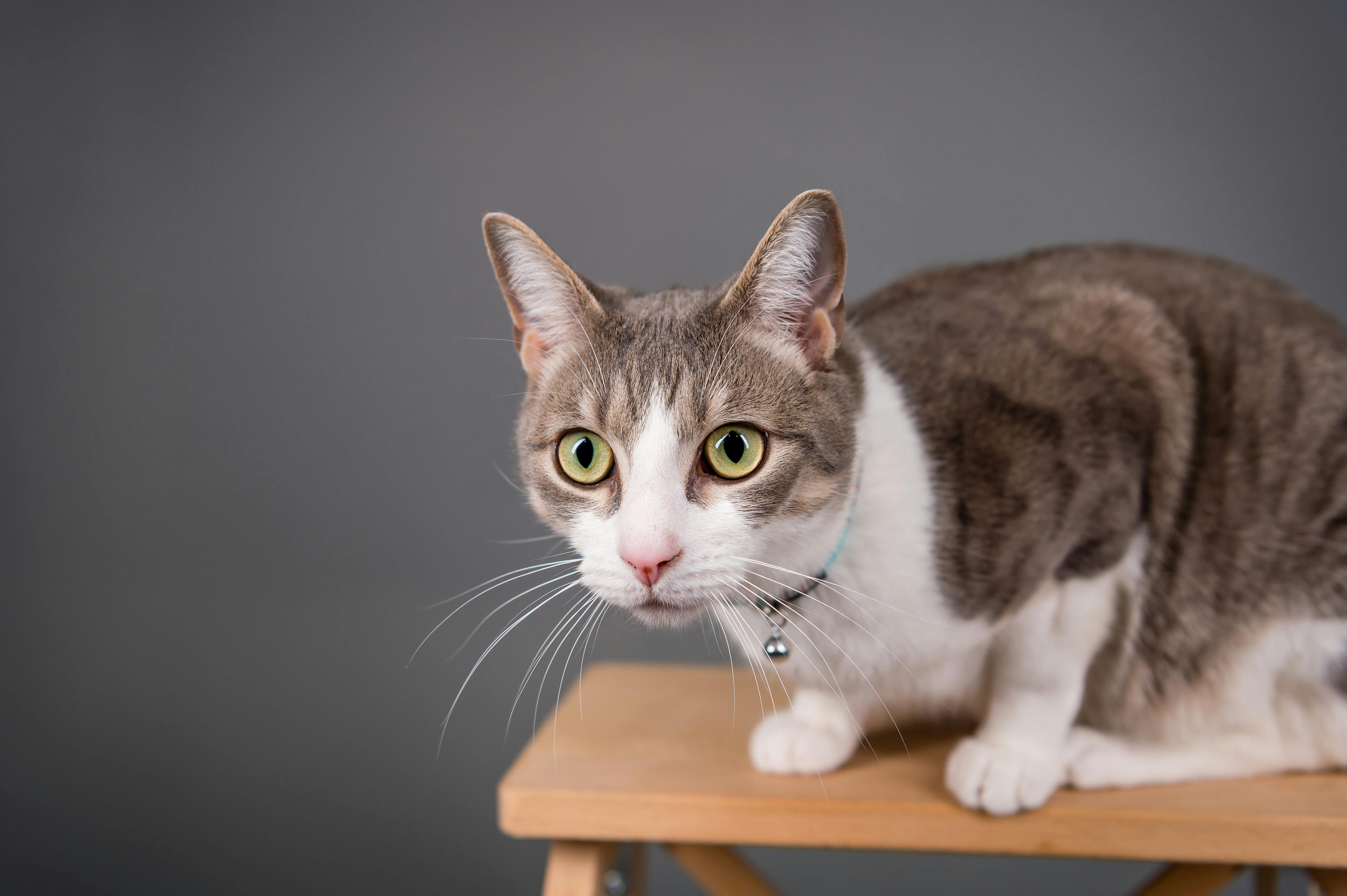 Vet Bell Photos, Download The BEST Free Vet Bell Stock Photos & HD Images