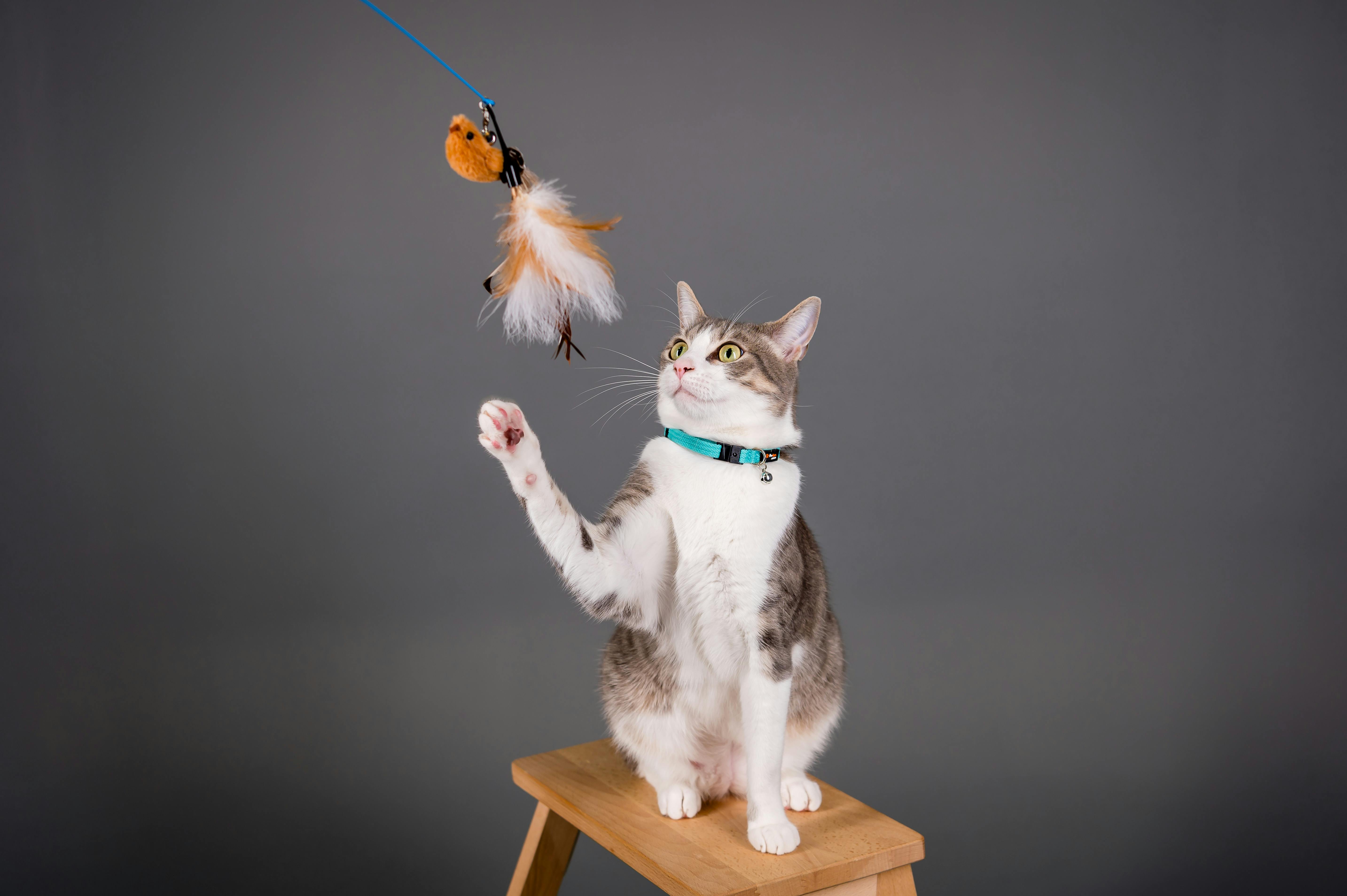 Cat Playing with Feathers · Free Stock Photo