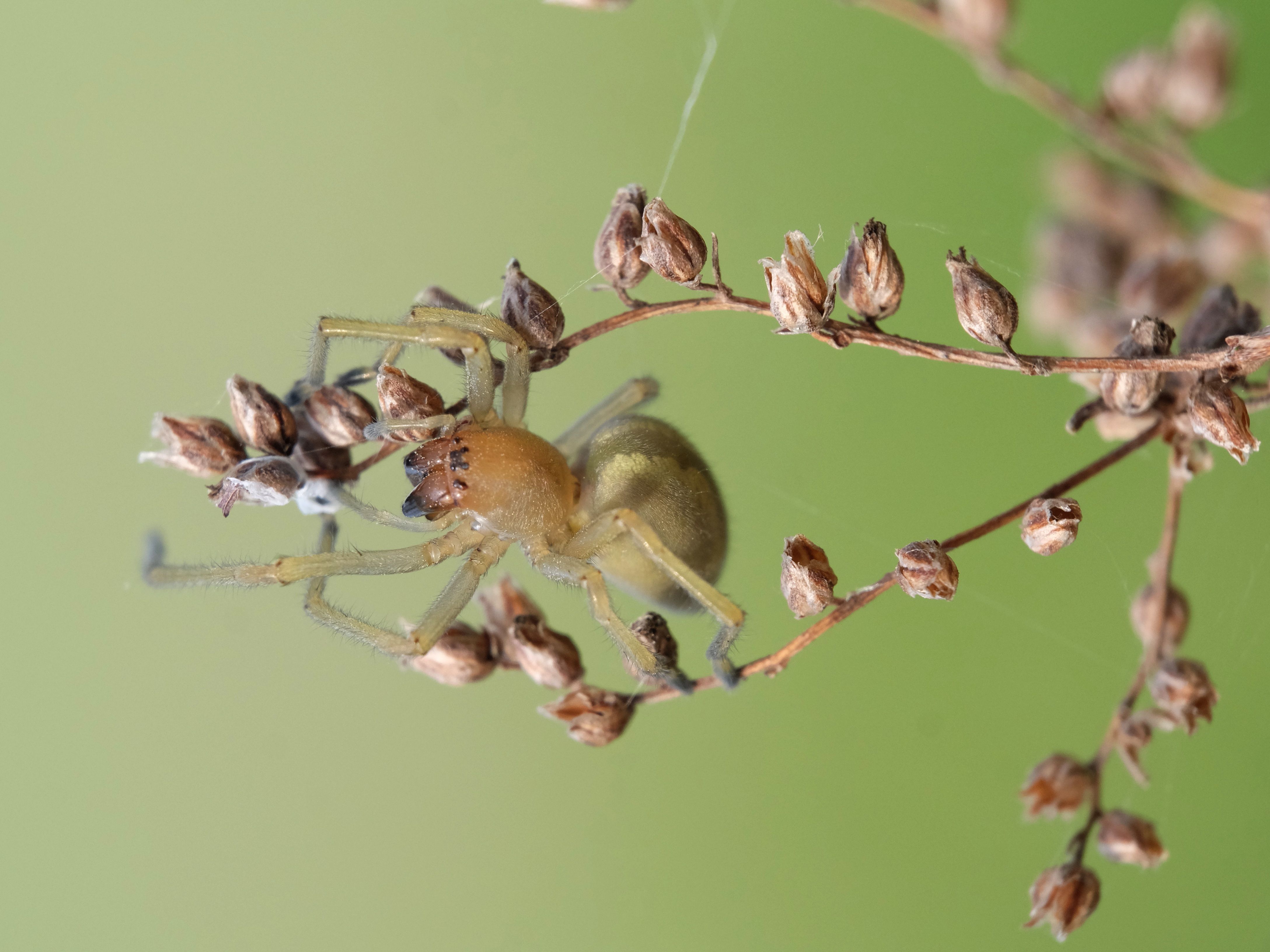 A spider is sitting on a plant with its legs · Free Stock Photo