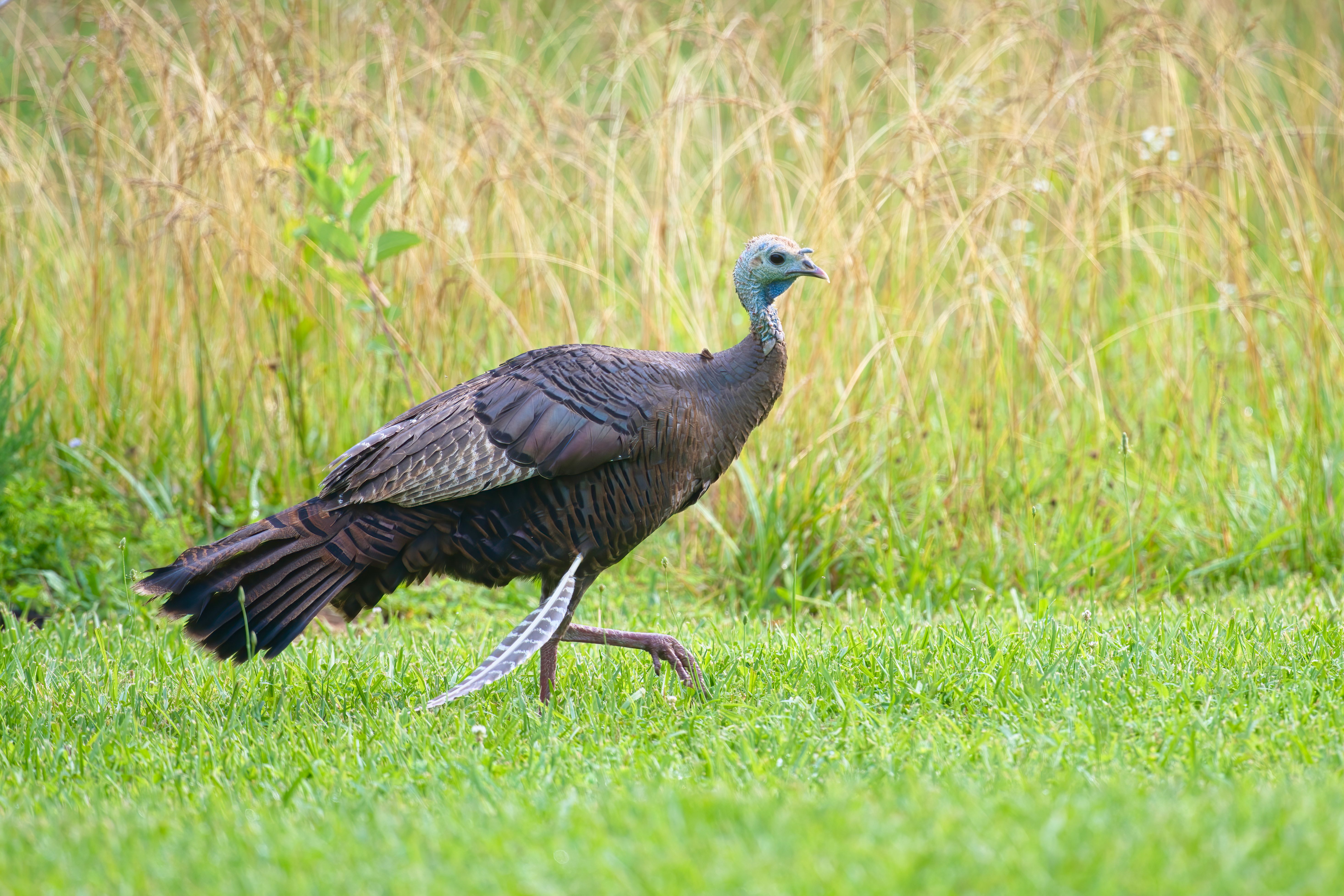 Turkey Walking in a Field · Free Stock Photo