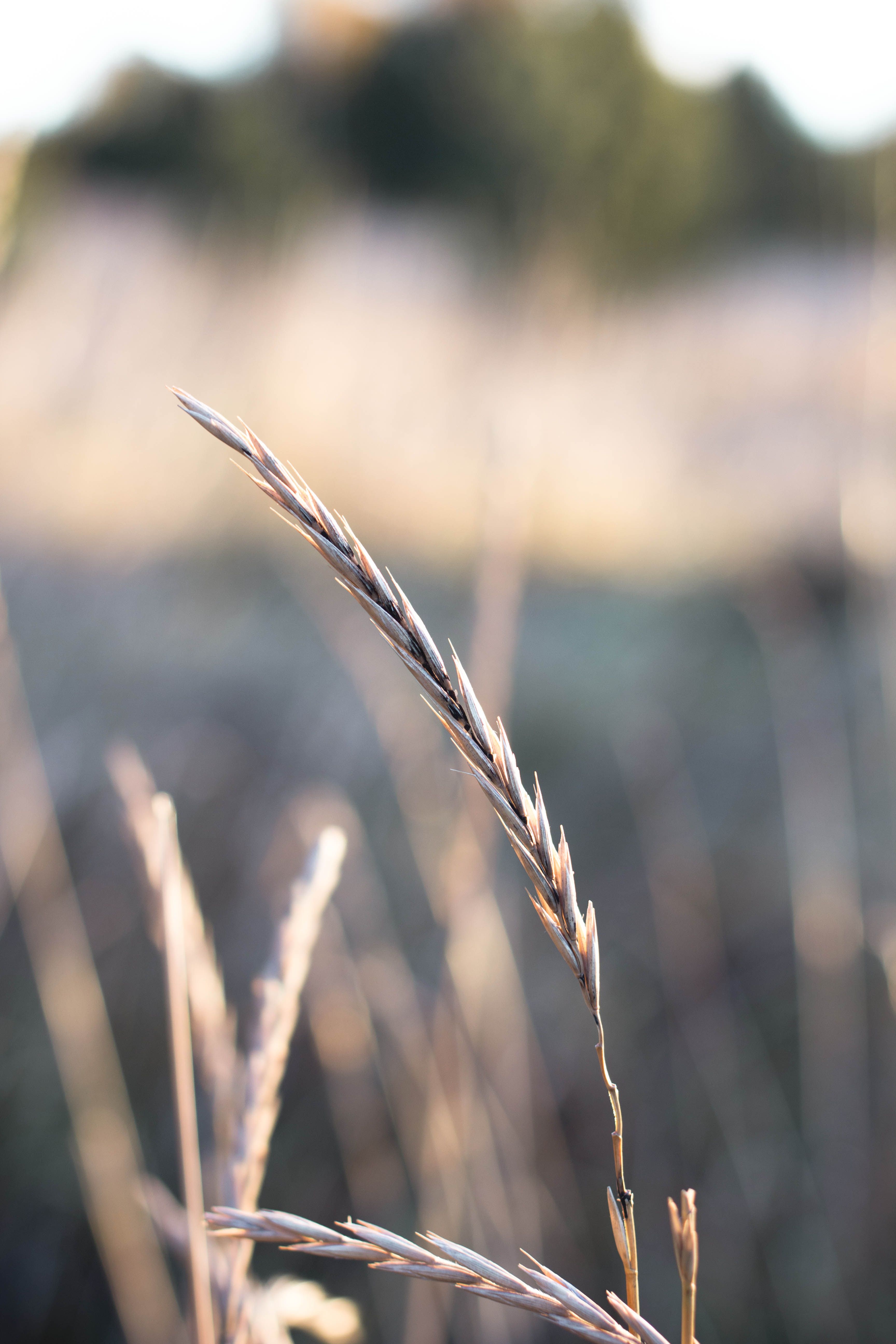 Close-up of Wheat Plant during Sunset · Free Stock Photo