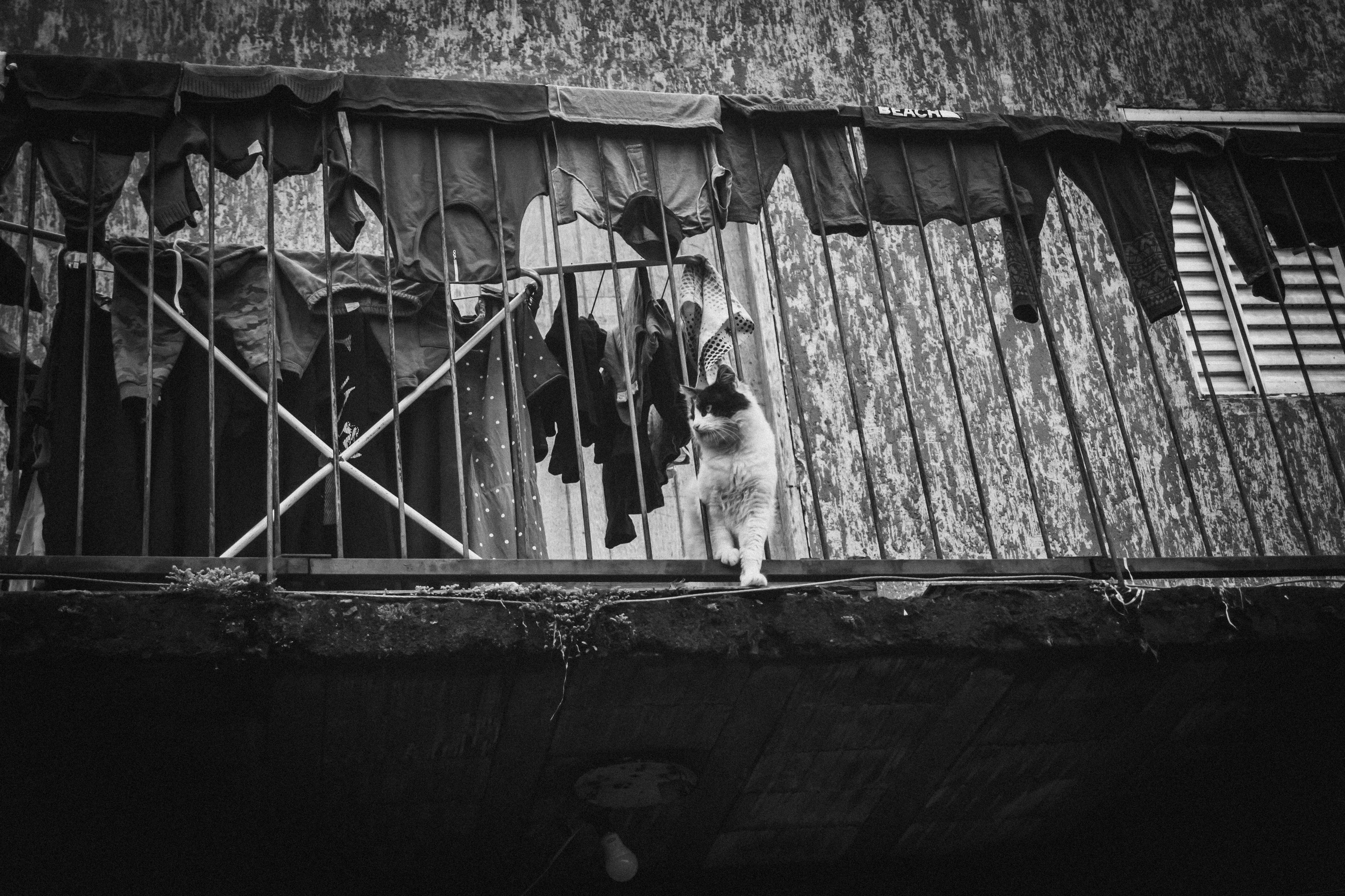 Cat on a Balcony with Laundry in Black and White · Free Stock Photo