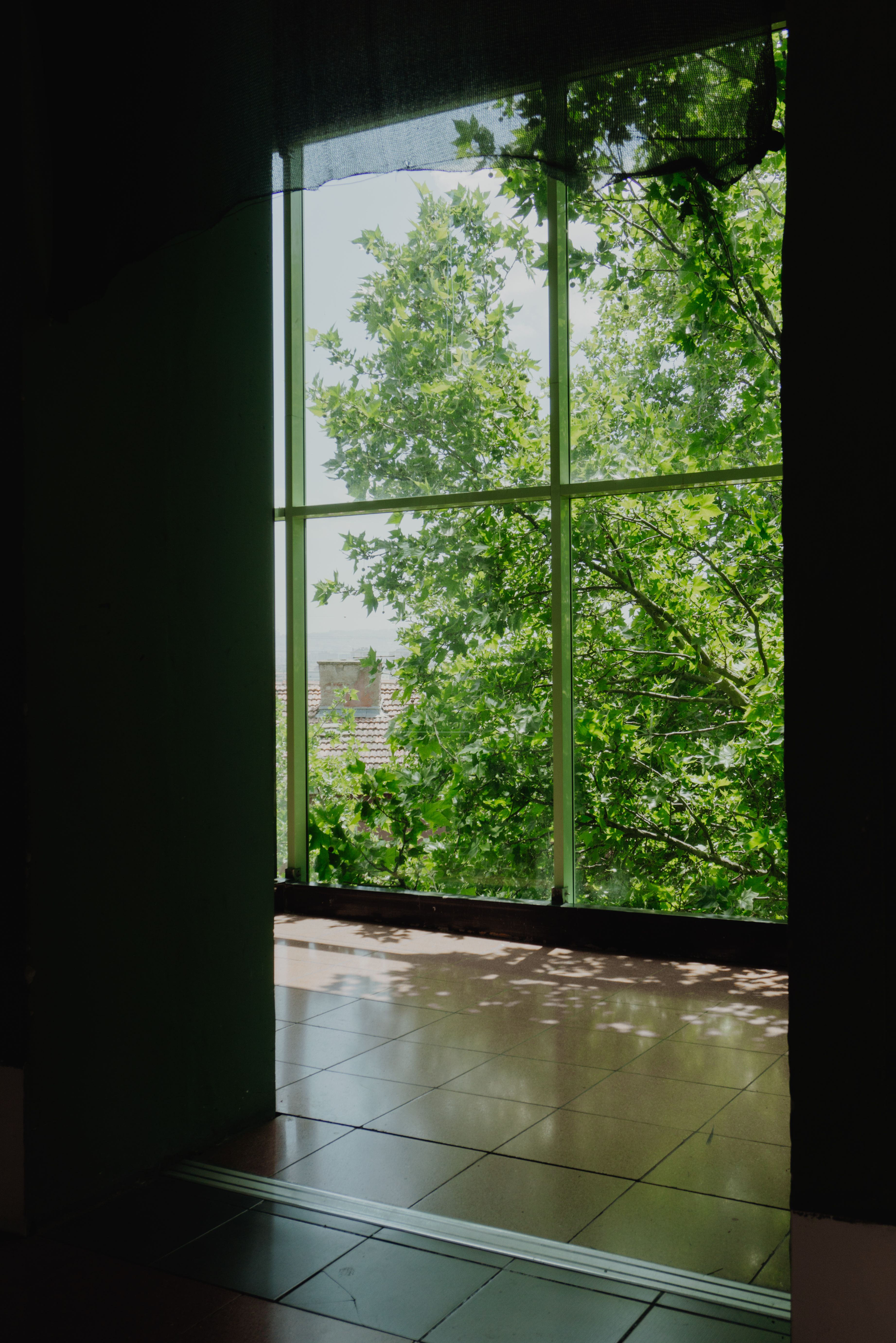 View of Bright Greenery Through the Window · Free Stock Photo
